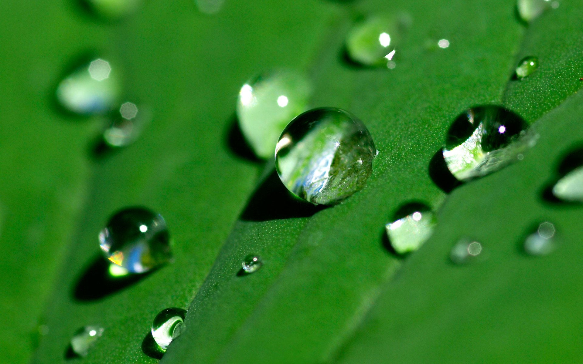 Download Nature Water Drop HD Wallpaper