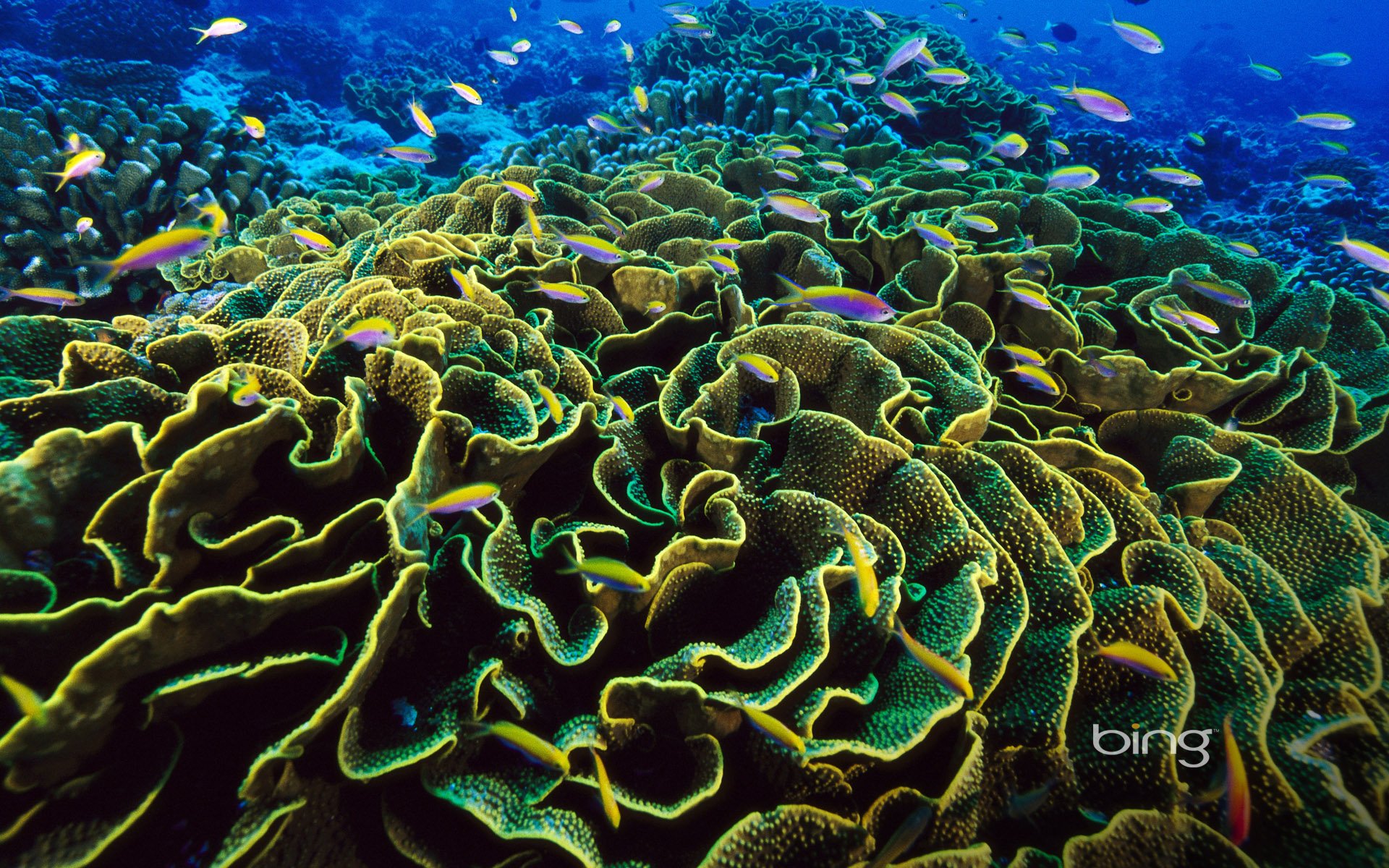 Vibrant Reef Life: HD Underwater Fish and Coral Wonderland | 1920x1200 ...