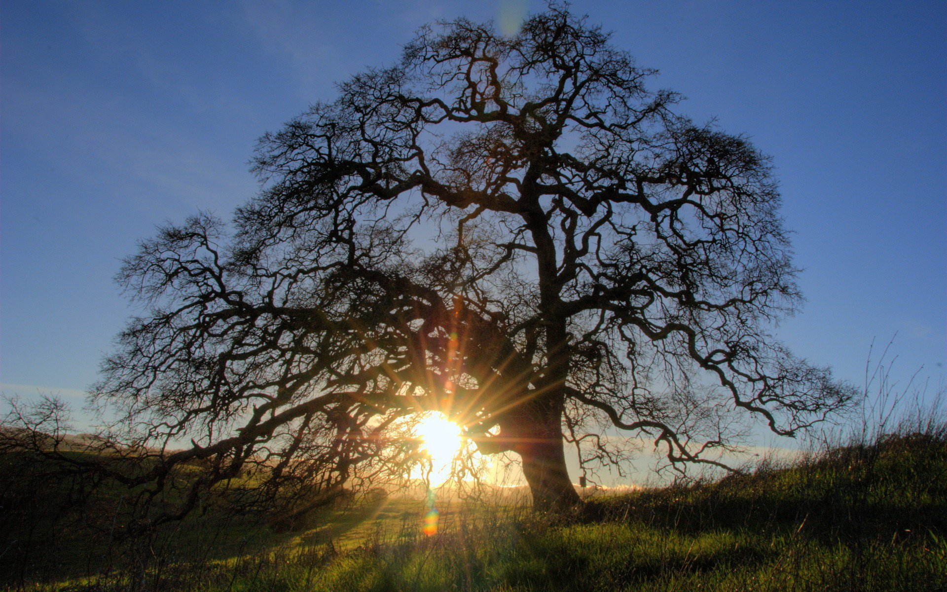 Radiant Tree at Sunset – Stunning Nature HD Wallpaper