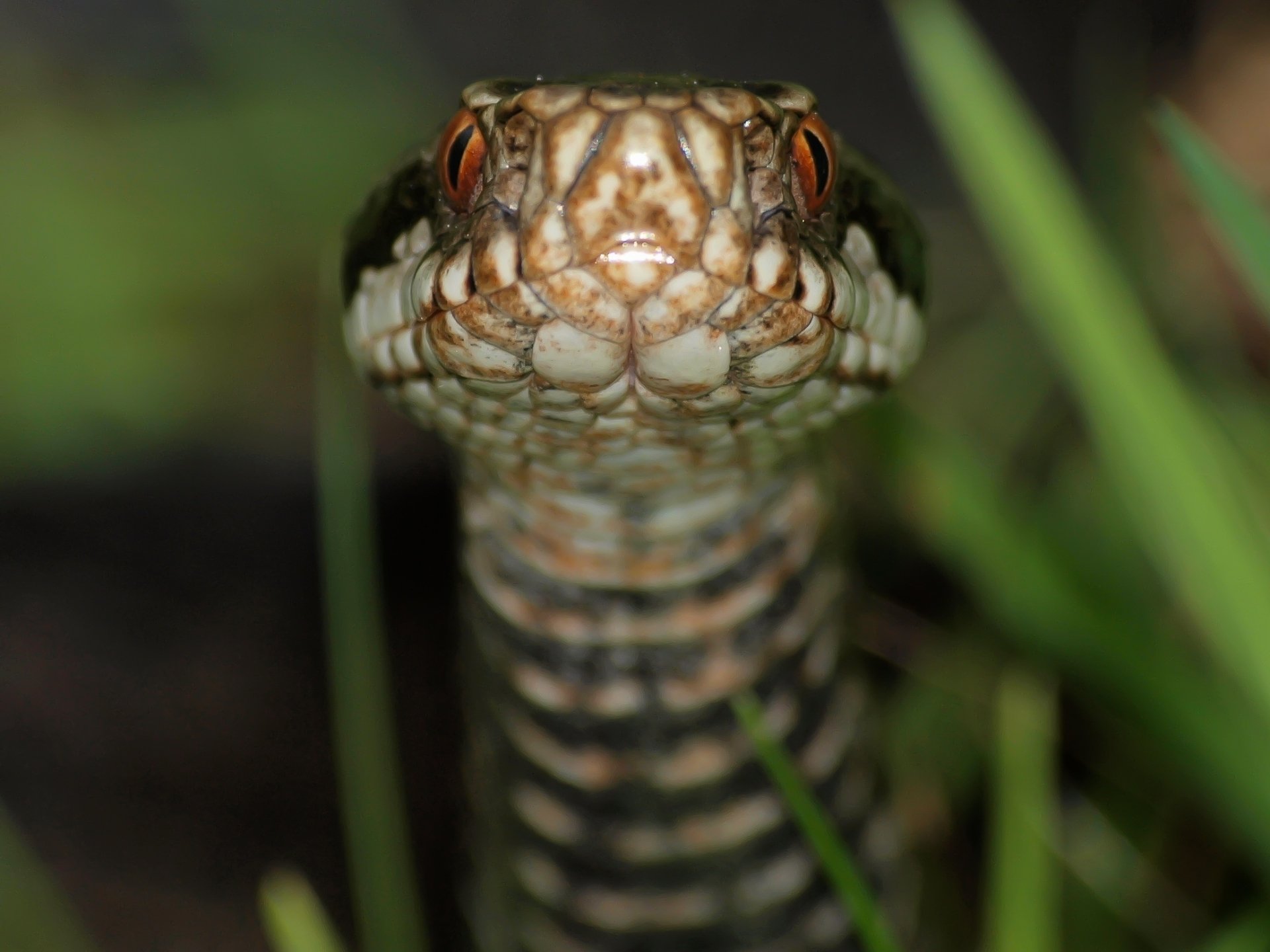 Download Animal Viper HD Wallpaper