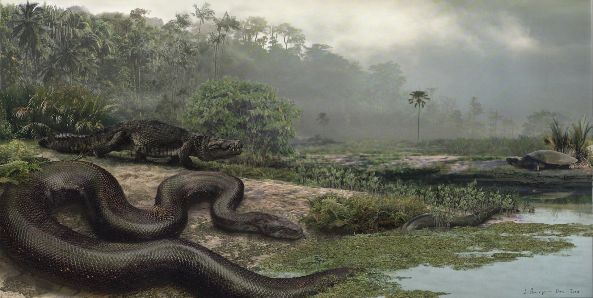 Download Animal Titanoboa HD Wallpaper