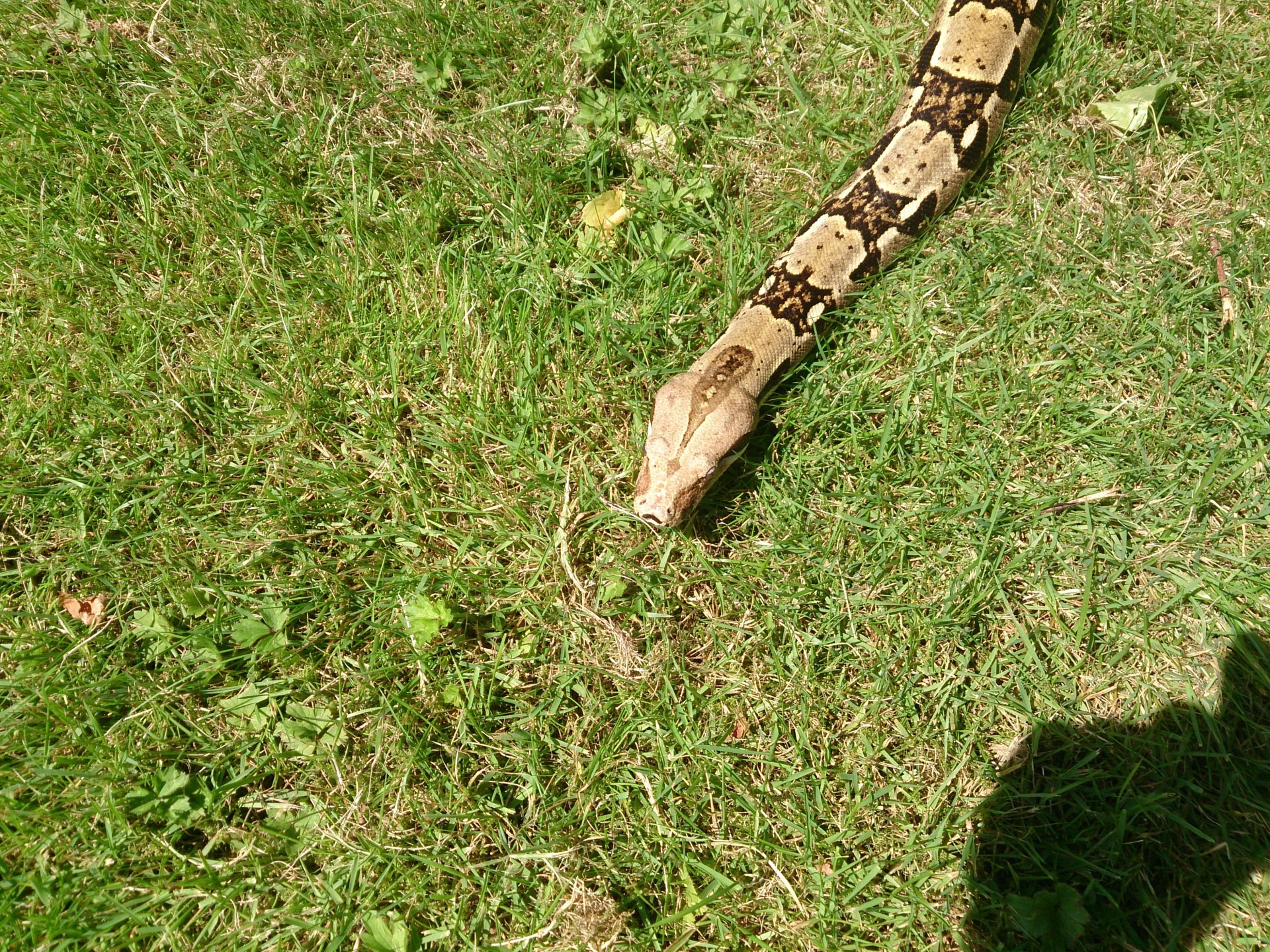 Exotic Python on Lush Grass - 4K Ultra HD Wallpaper