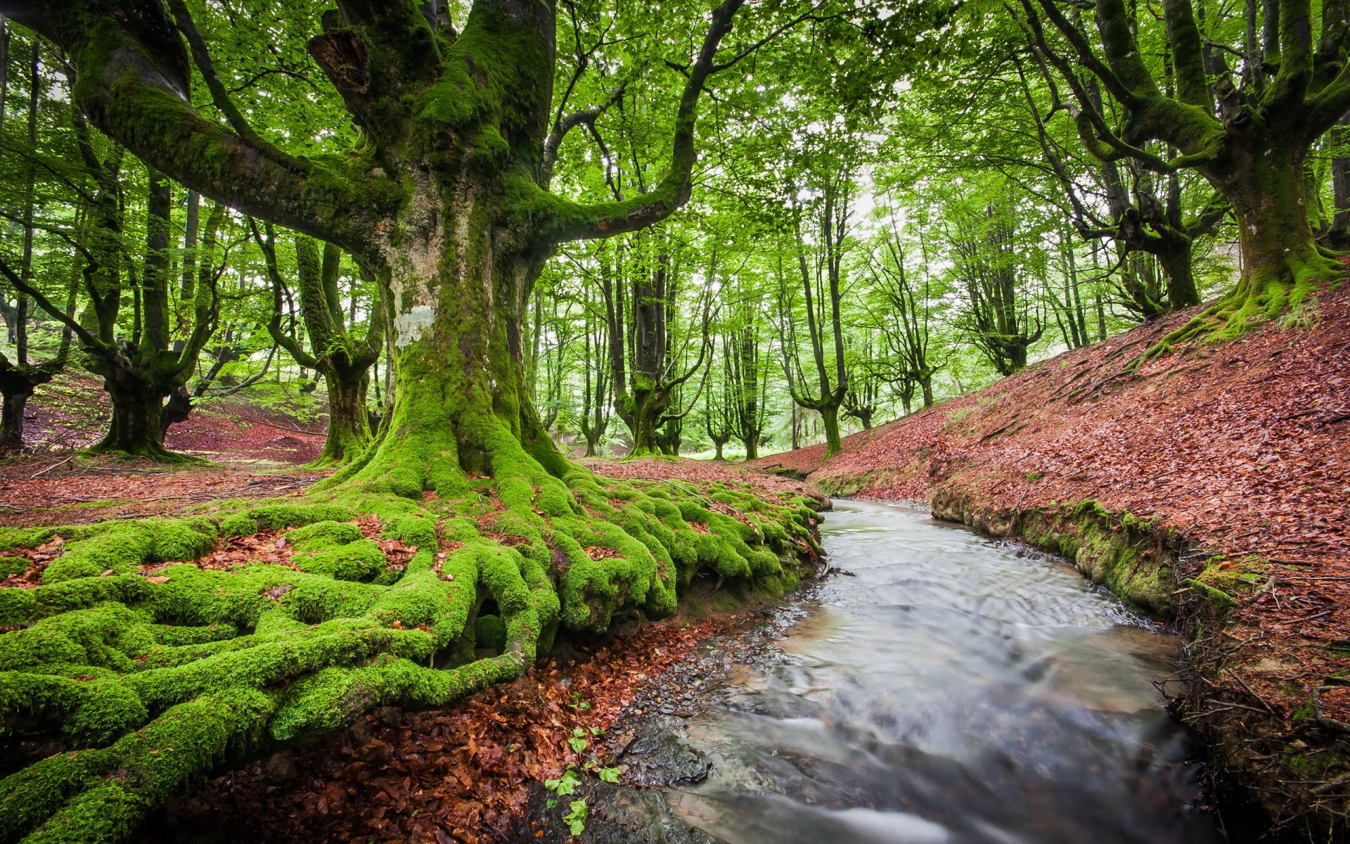 HD Nature Stream: Serene Forest Flow