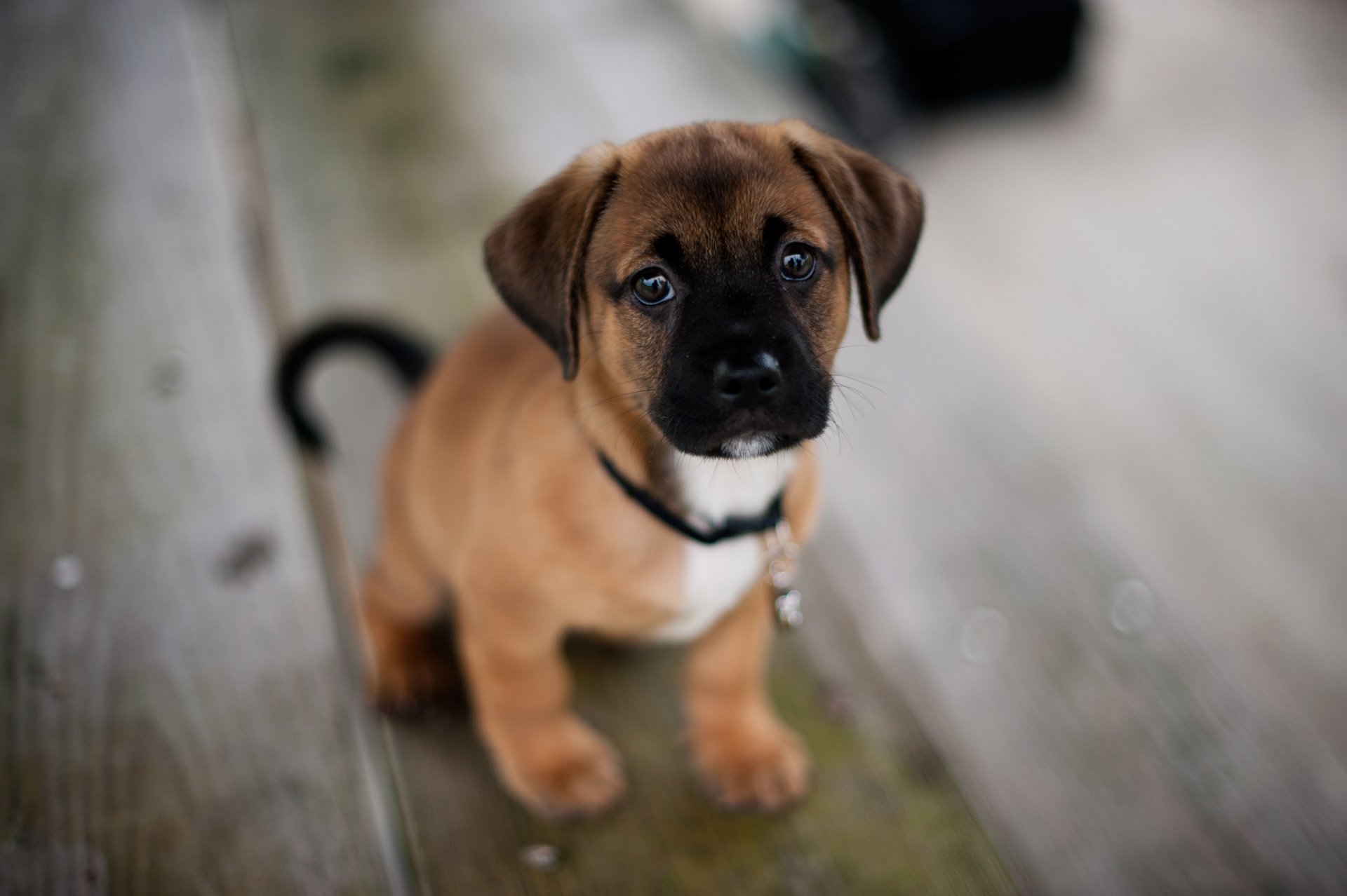 Adorable Boxer Puppy HD Wallpaper