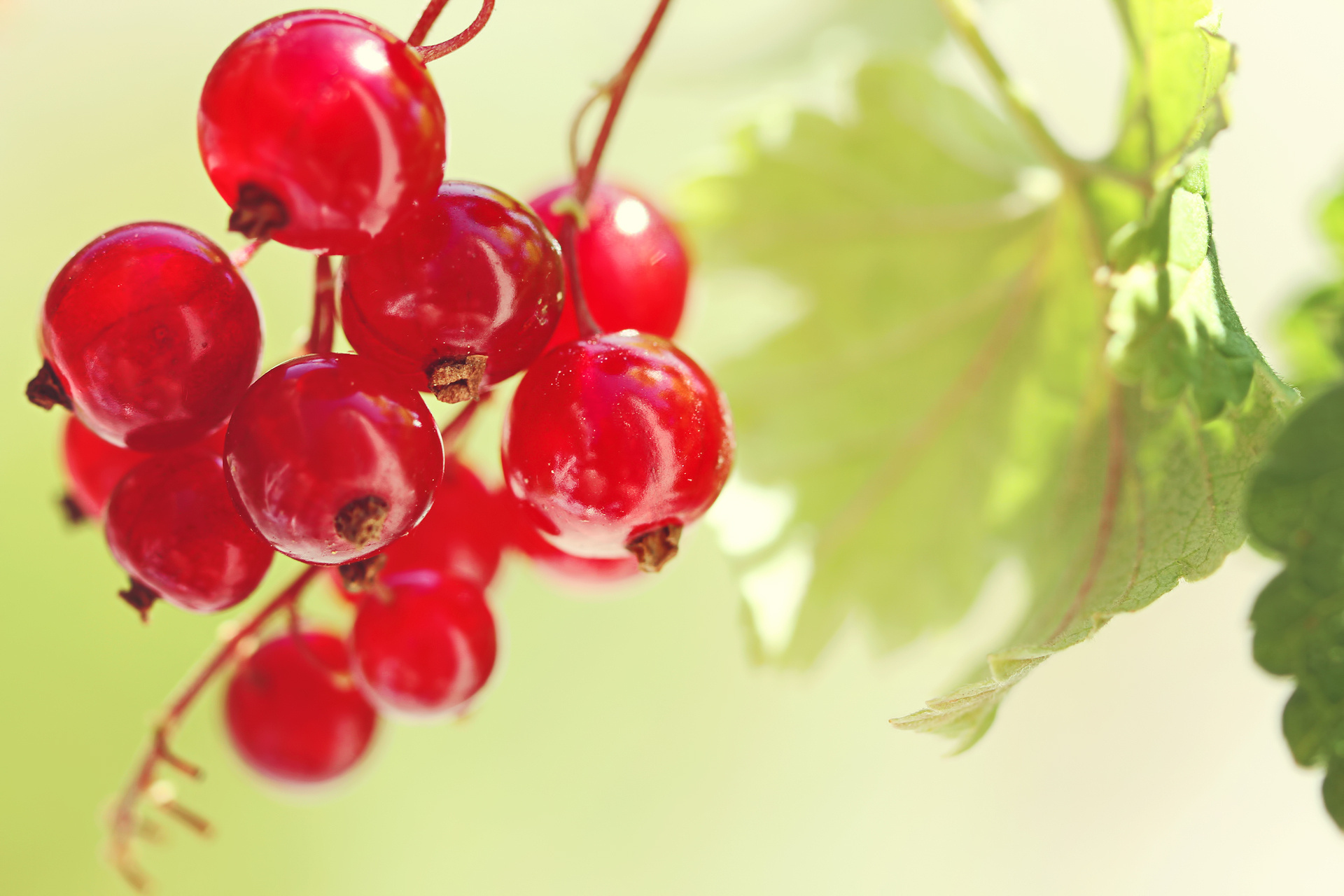 Download Food Currants HD Wallpaper