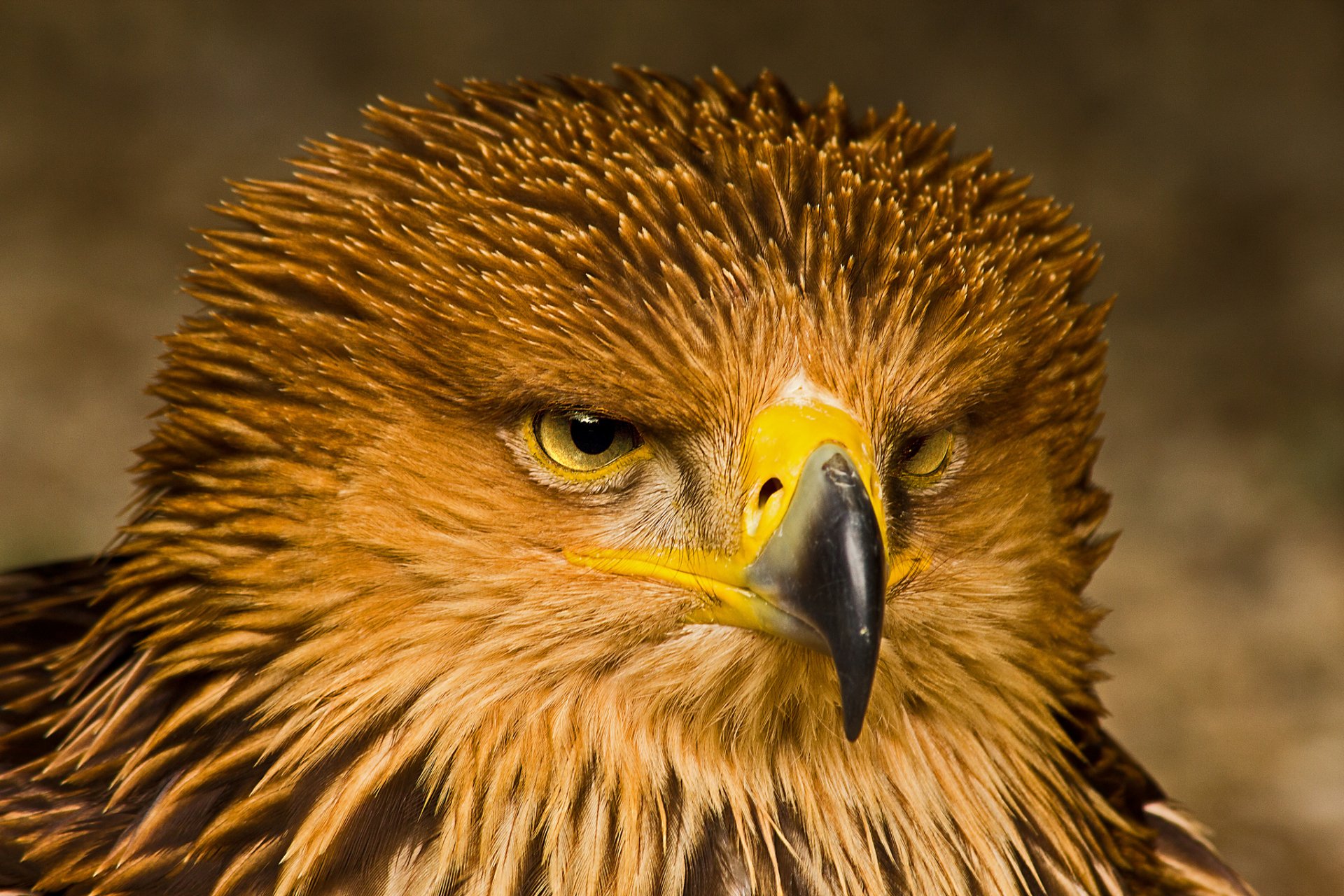 Majestic Eagle HD Wallpaper | 2048x1365 | Wallpaper Abyss