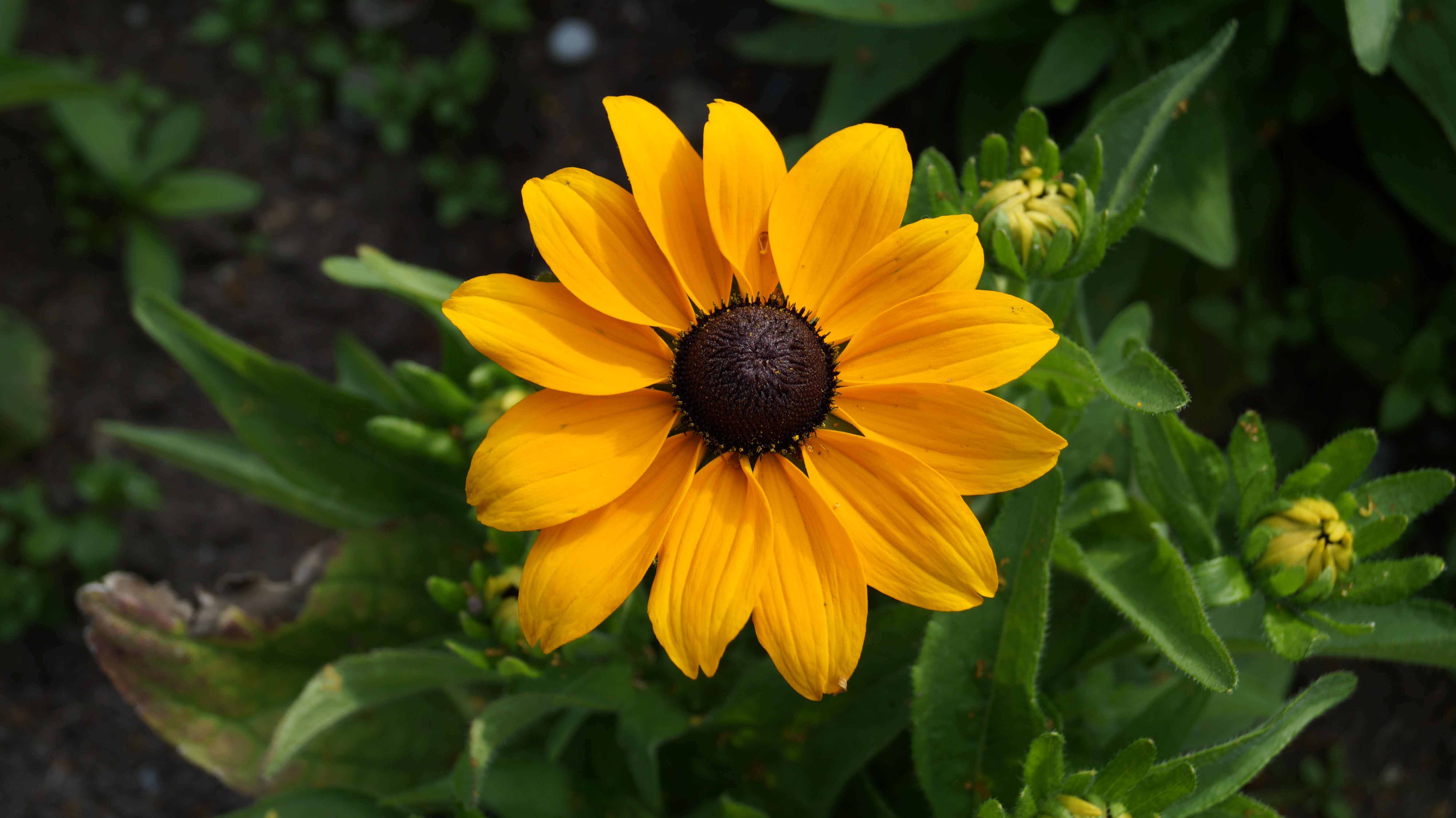 Yellow Flower by Audron