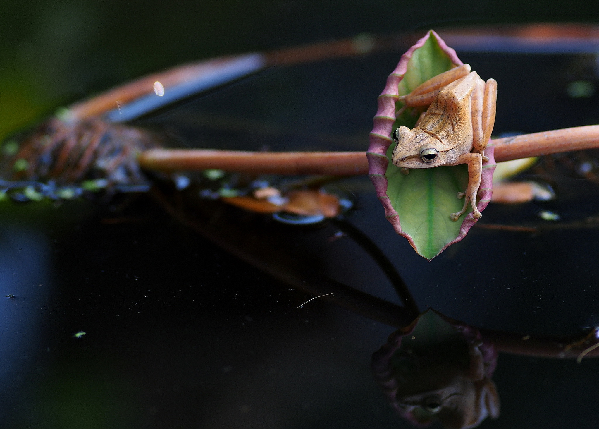 Majestic Tree Frog in HD: Nature’s Vibrant Perch