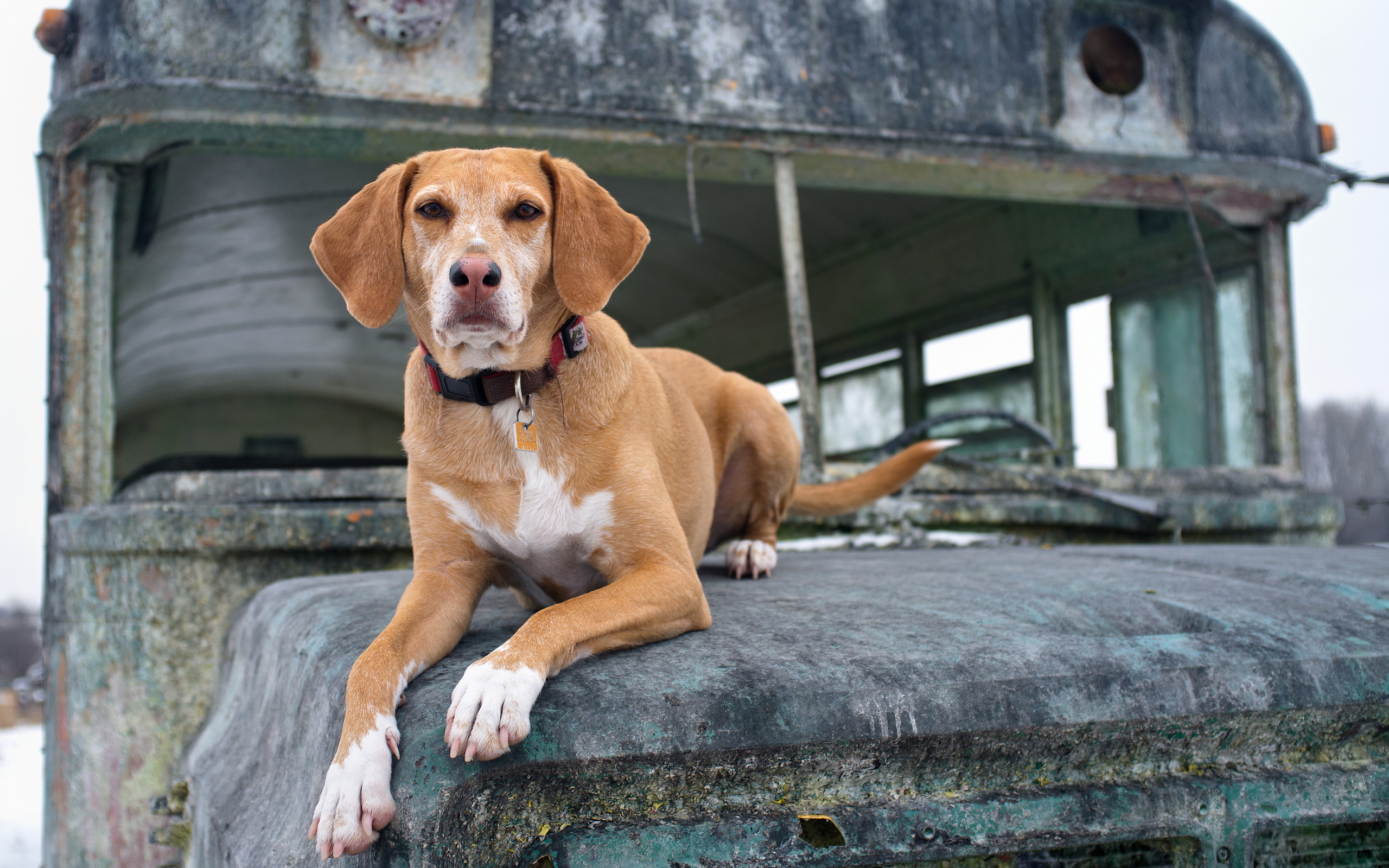HD Canine Charm: Majestic Dog Posing on Vintage Bus