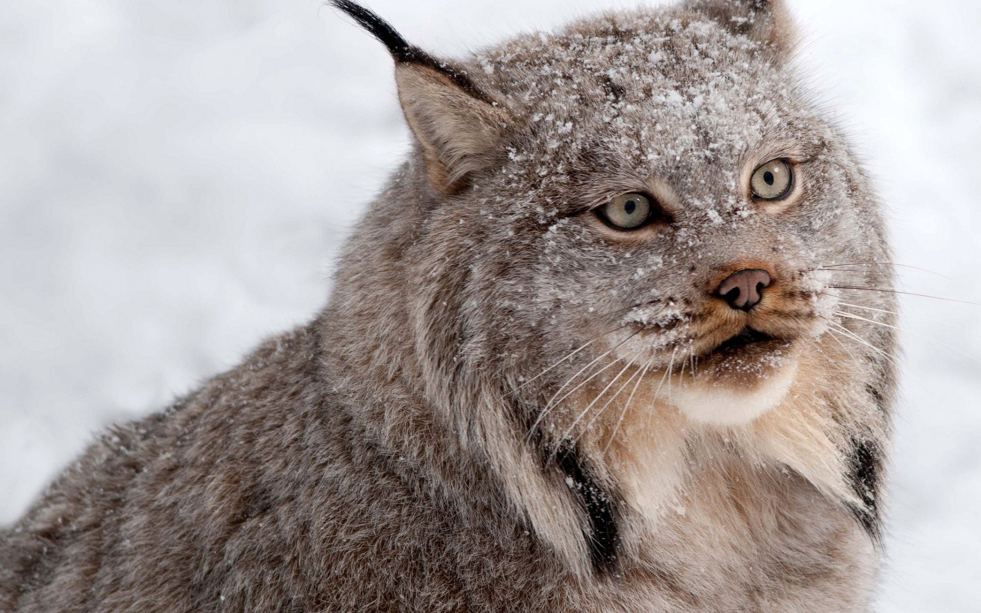 Lynx Majesty: A Stunning HD Wallpaper of Nature's Feline Wonder