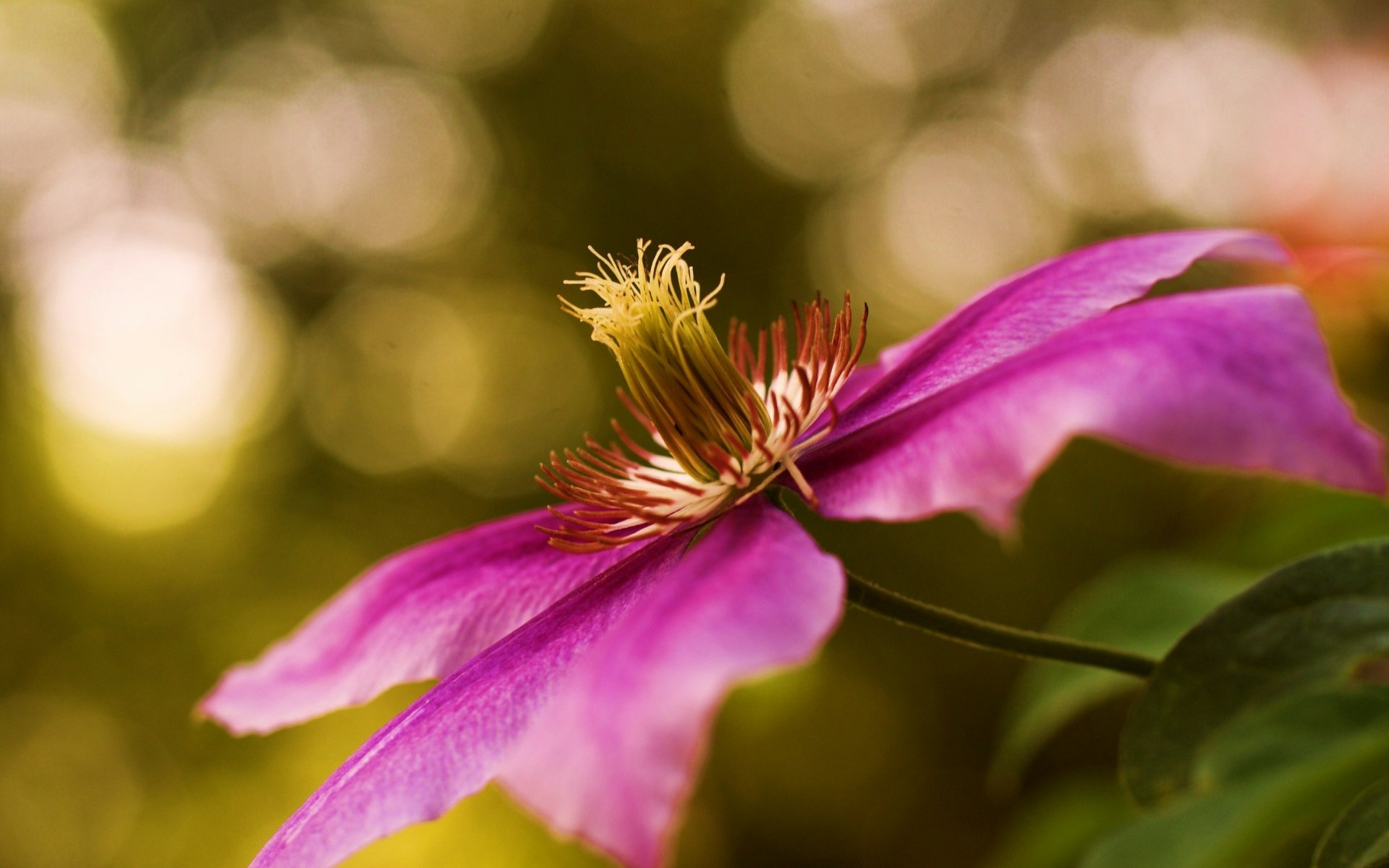 Download Nature Flower HD Wallpaper