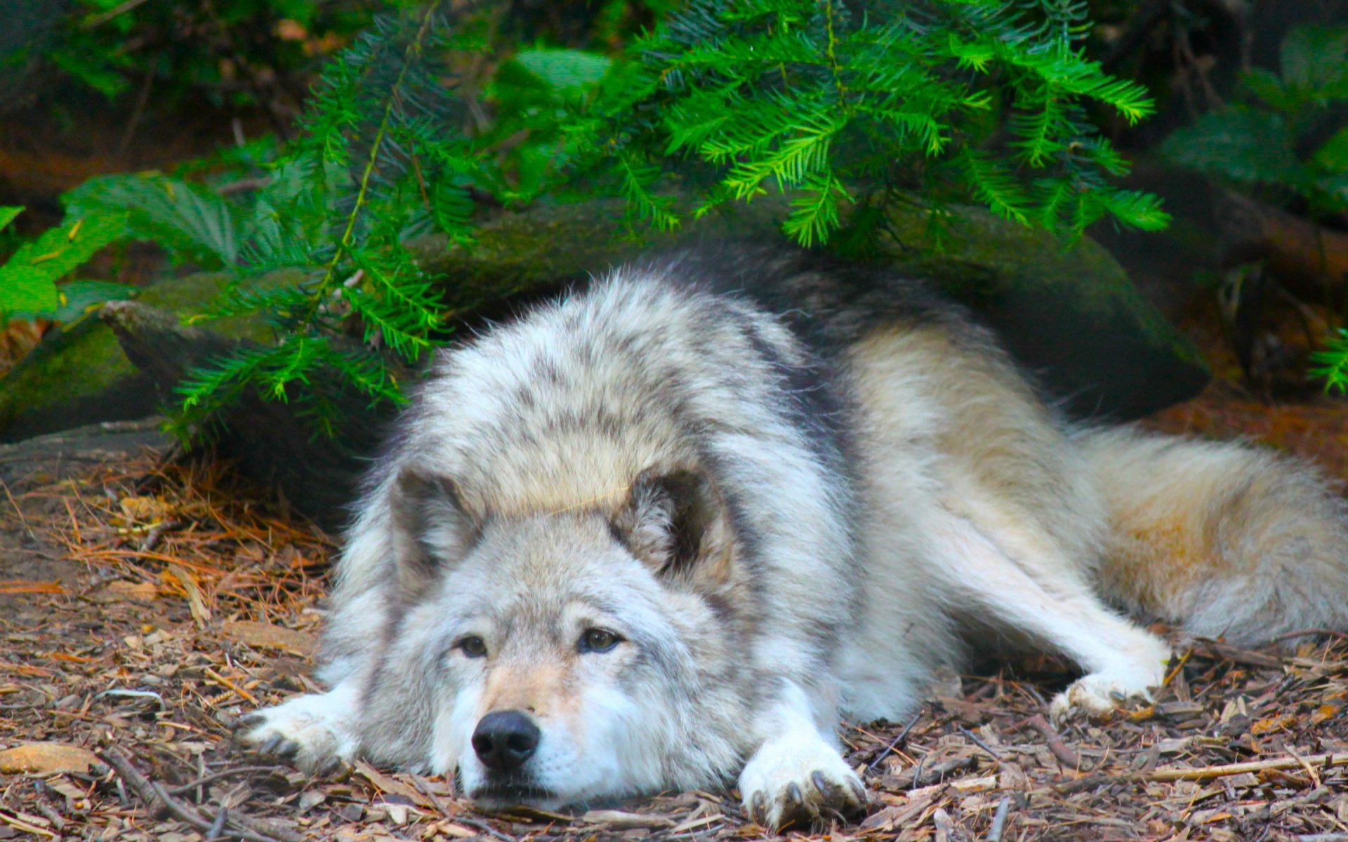 Stunning HD Wallpaper of a Majestic Wolf in Nature