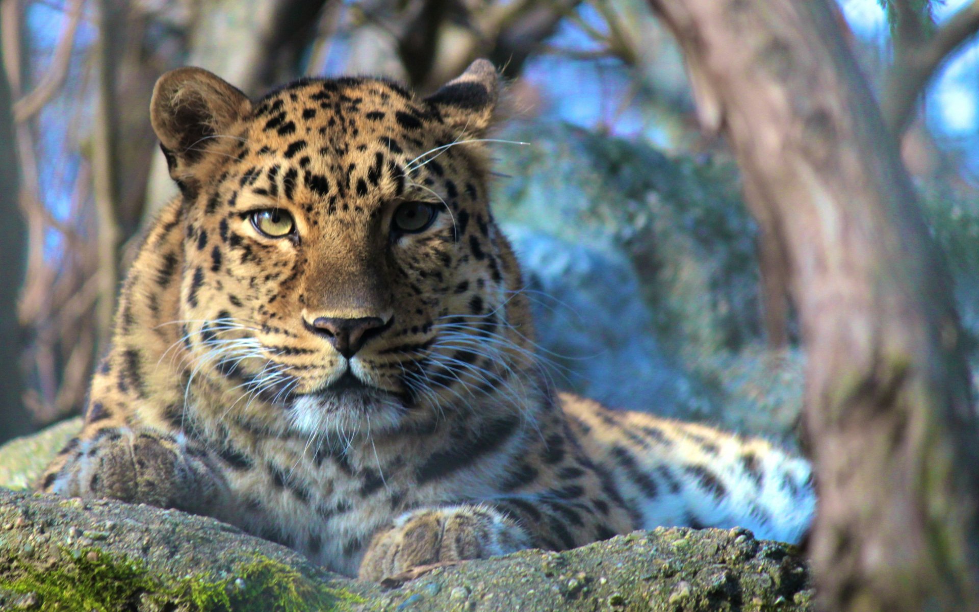 Majestic Leopard HD Wallpaper: The Wild Elegance of Nature | 2880x1800 ...