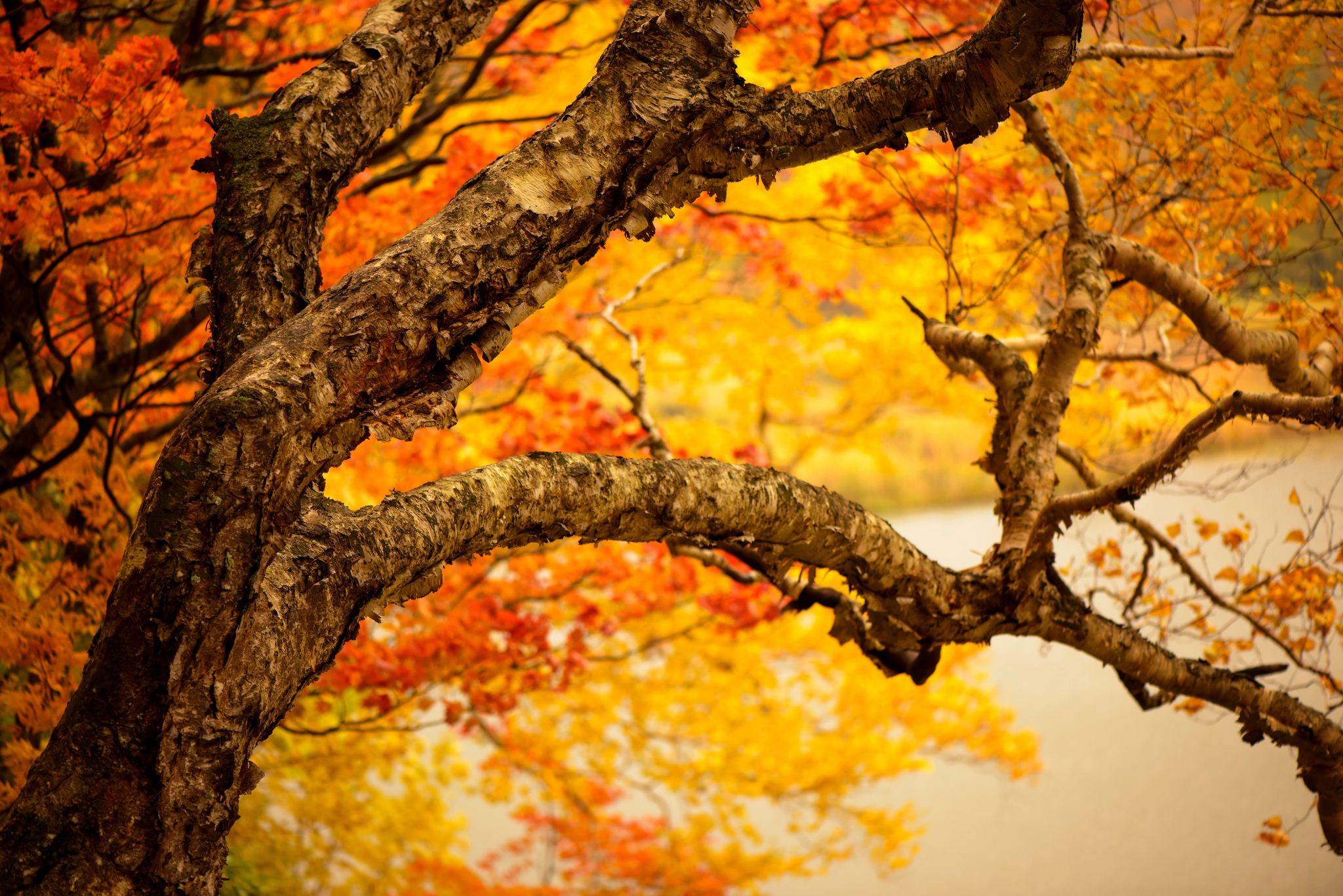Download Branch Tree Nature Fall HD Wallpaper