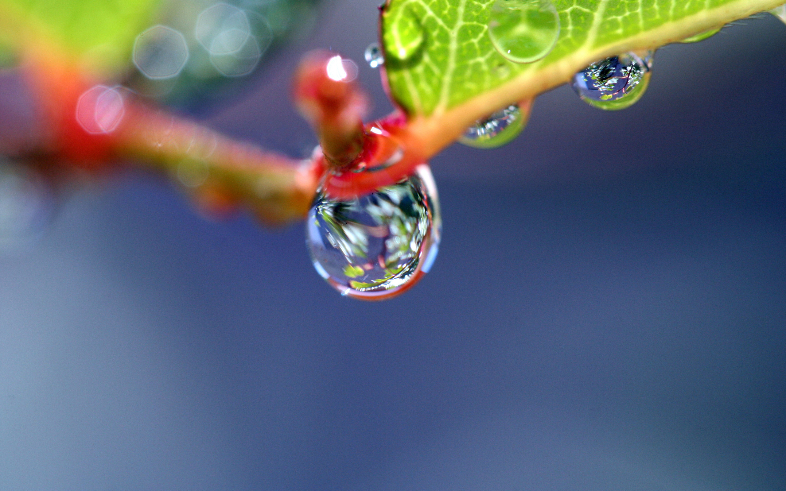 Download Nature Water Drop HD Wallpaper