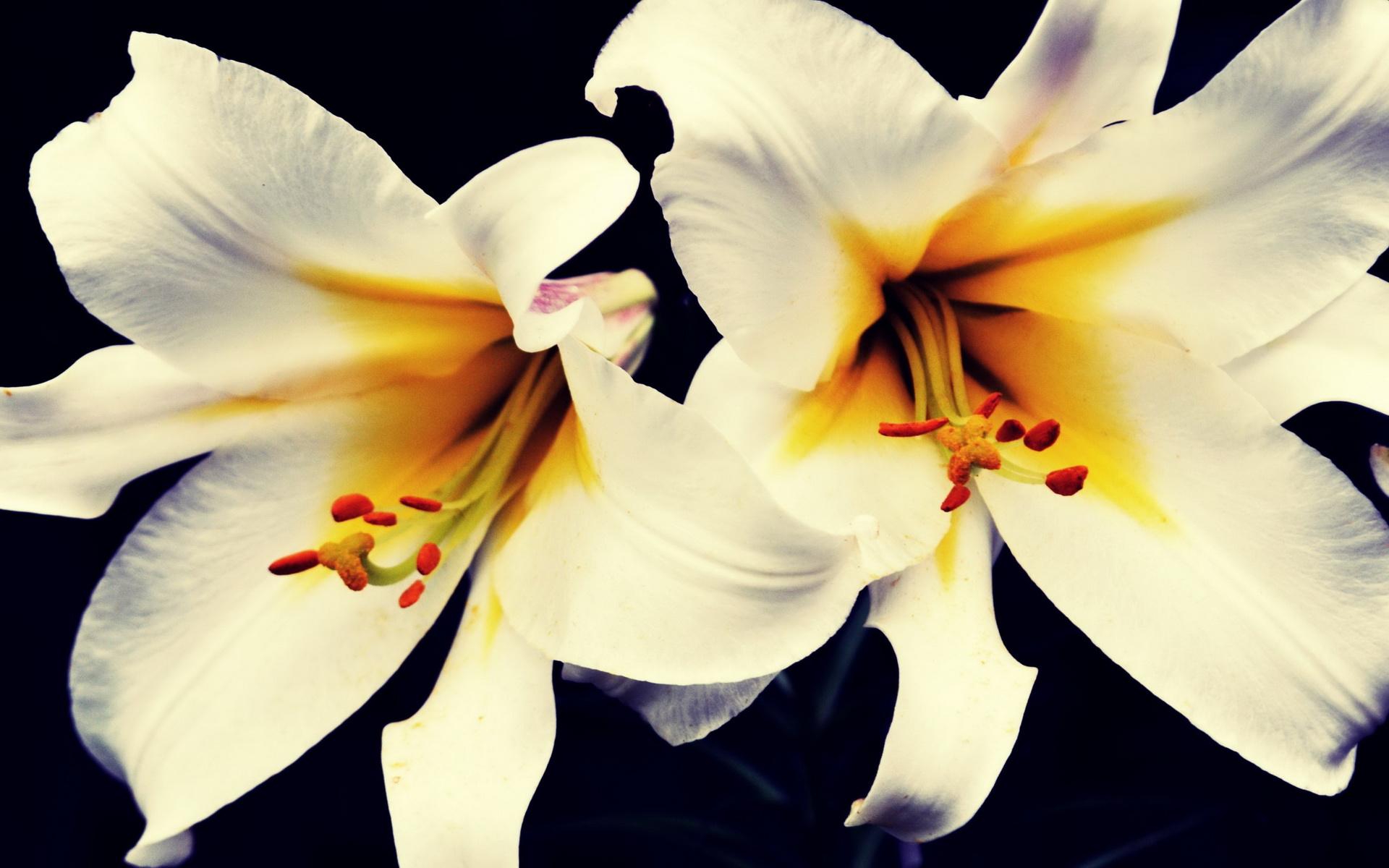 Download Flower Nature Lily HD Wallpaper