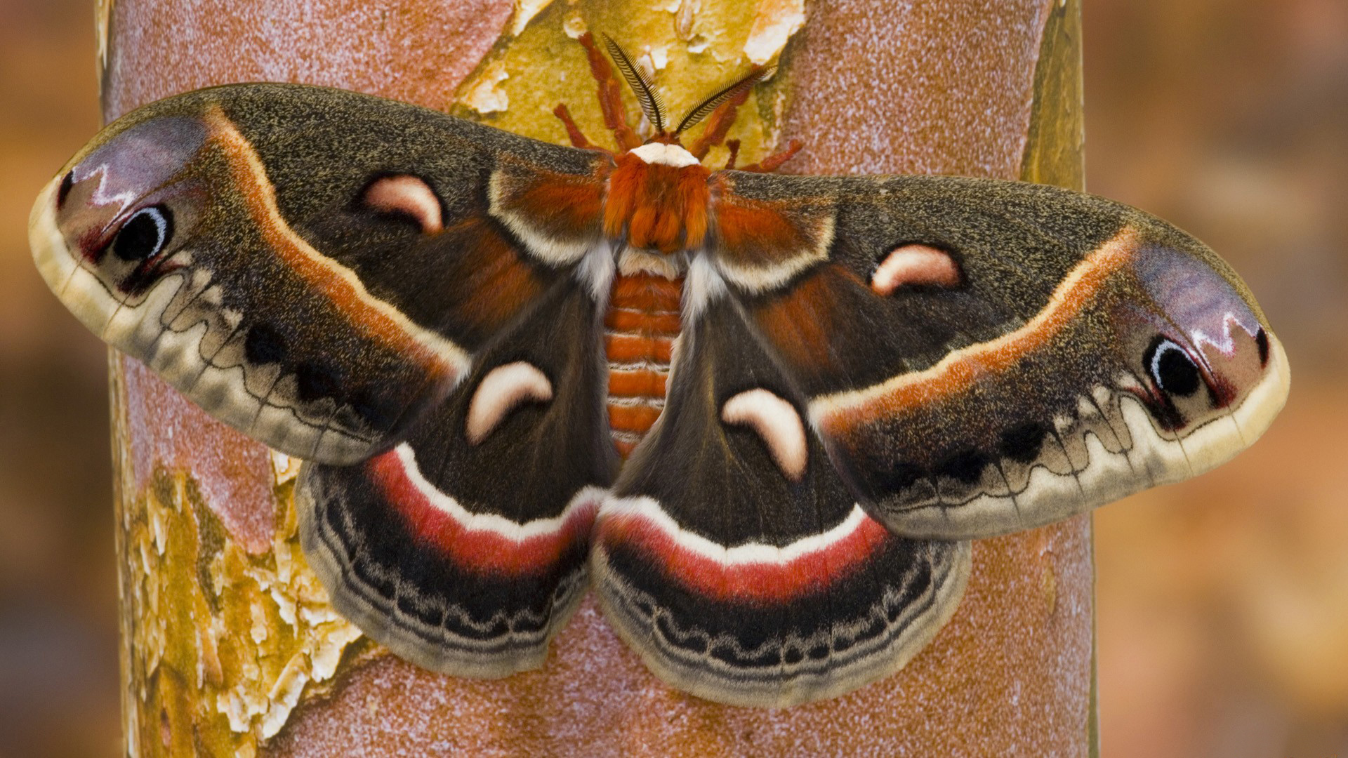 Majestic Moth In Stunning HD Detail Nature s Winged Wonder Wallpaper