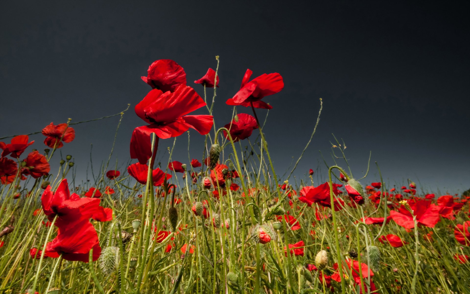 Download Nature Poppy HD Wallpaper
