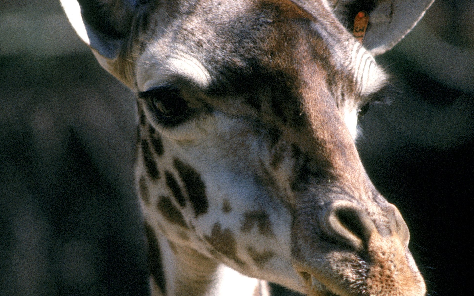 Download Animal Giraffe HD Wallpaper