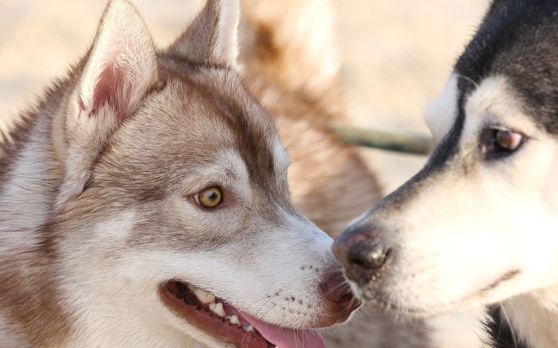 Adorable Huskies: Stunning HD Wallpaper