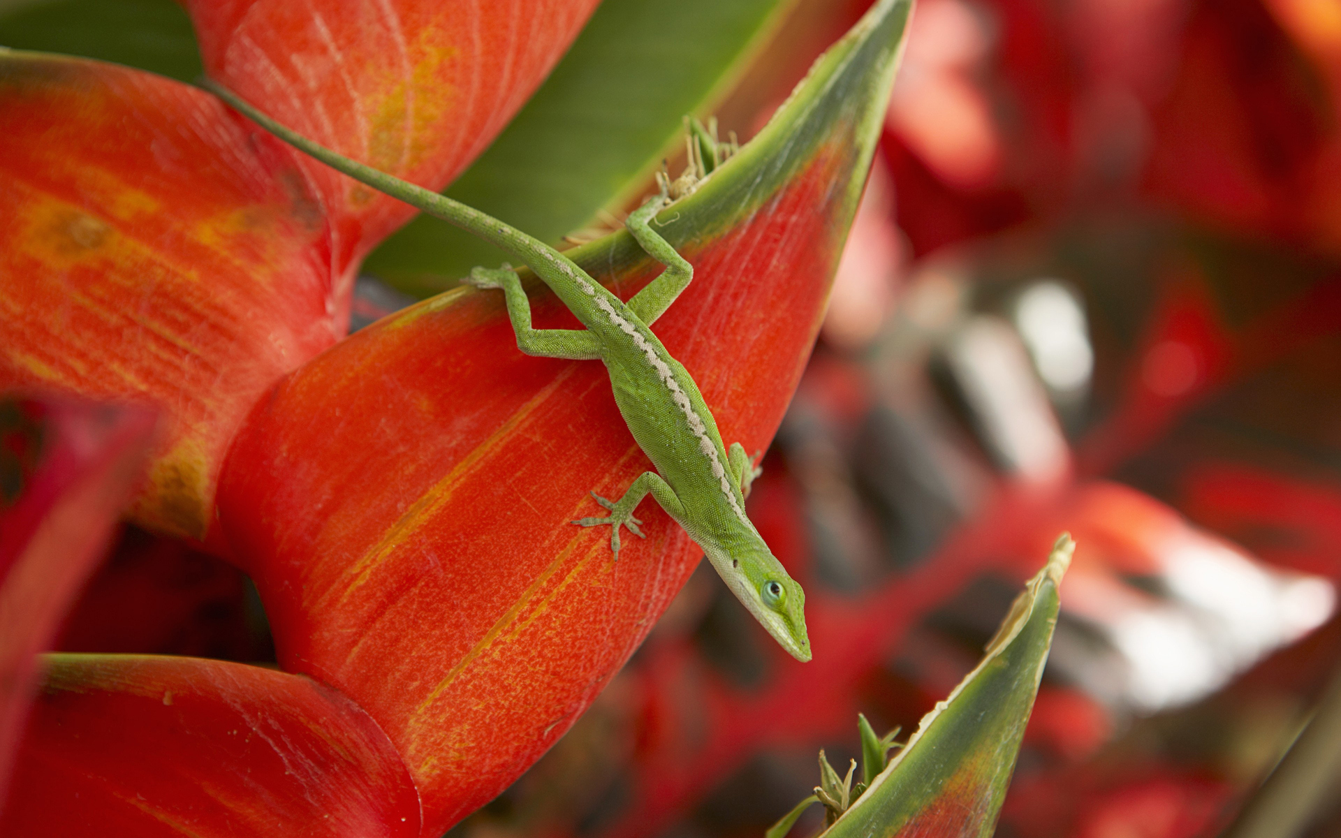 Download Lizard Anole Green Animal Green Anole HD Wallpaper