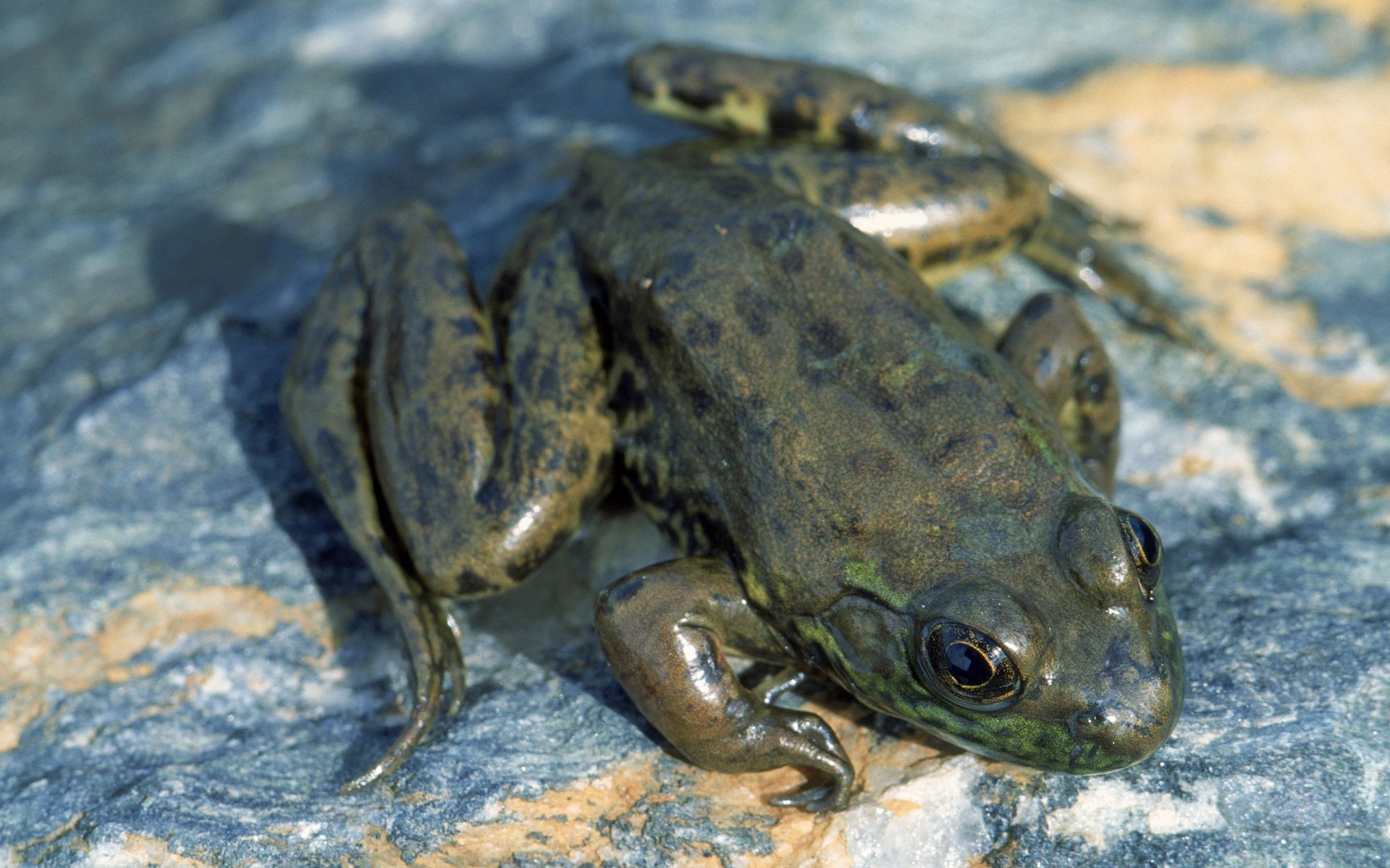 Frog HD Wallpaper