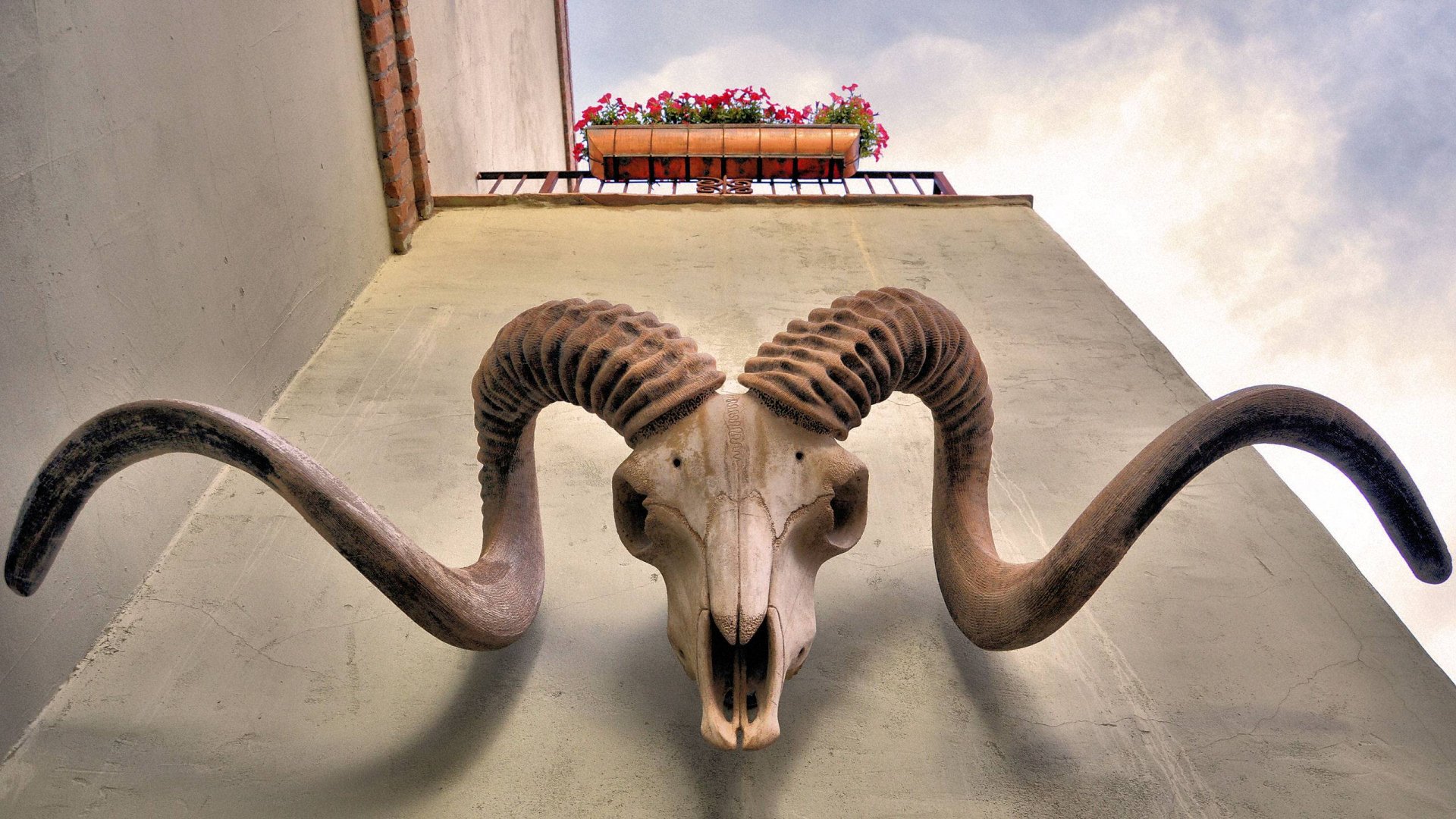 Download Animal Skull HD Wallpaper