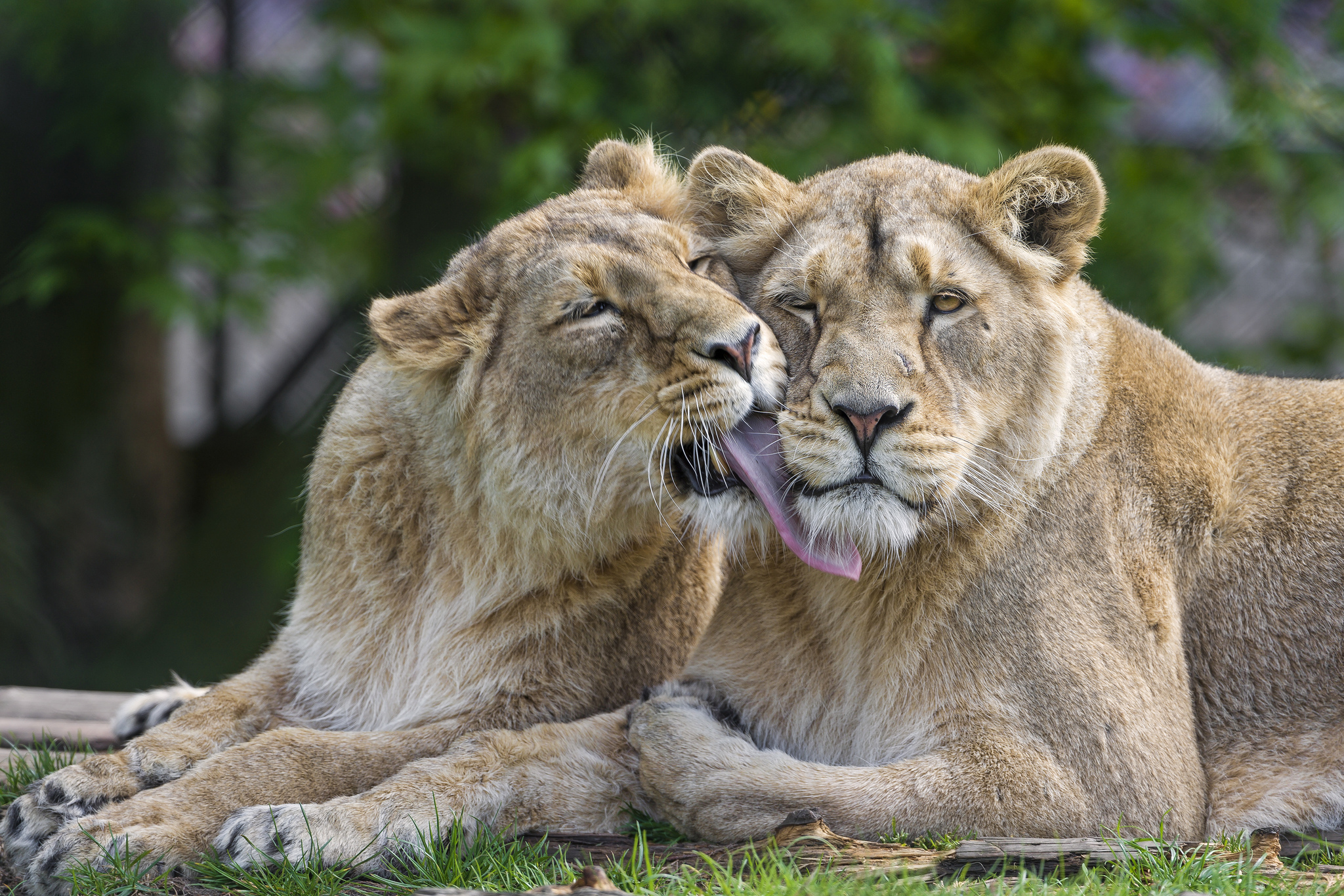Lion Couple Wallpaper Big Lion Couple Wallpapers Wallpaper Cave