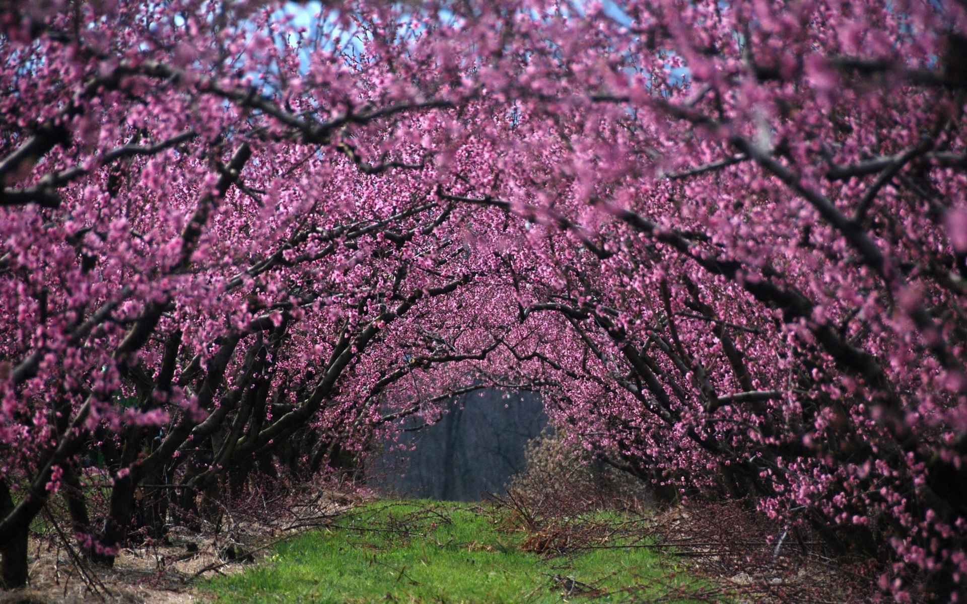 Download Nature Blossom HD Wallpaper