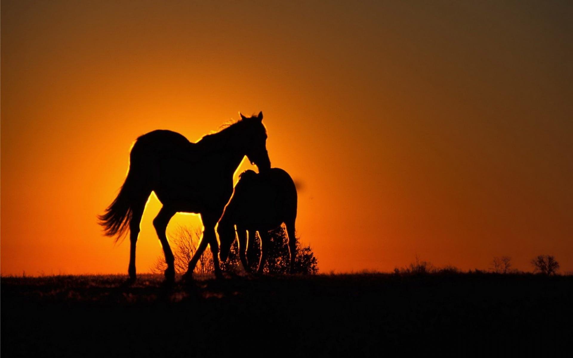 Caballo Fondo de pantalla HD | Fondo de Escritorio | 1920x1200 | ID ...