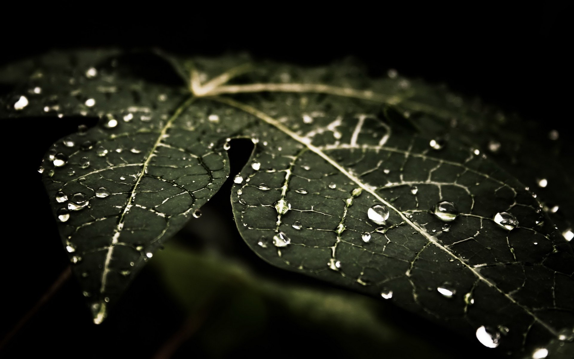 Download Nature Leaf HD Wallpaper
