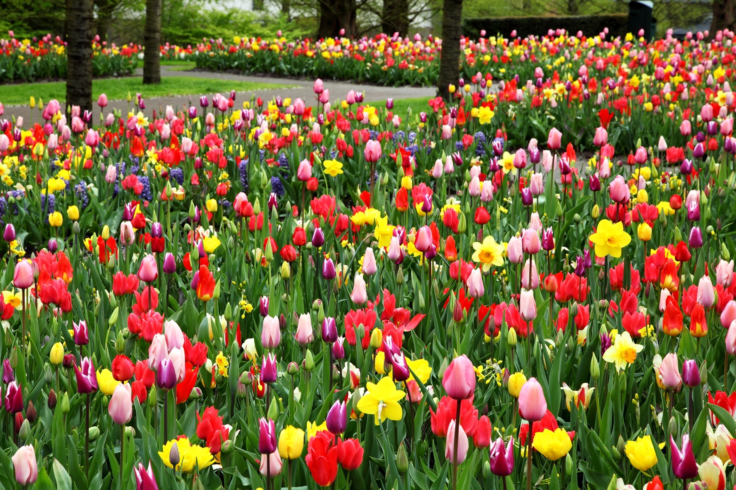 Vibrant Tulip & Nature Bloom – Stunning HD Flower Wallpaper