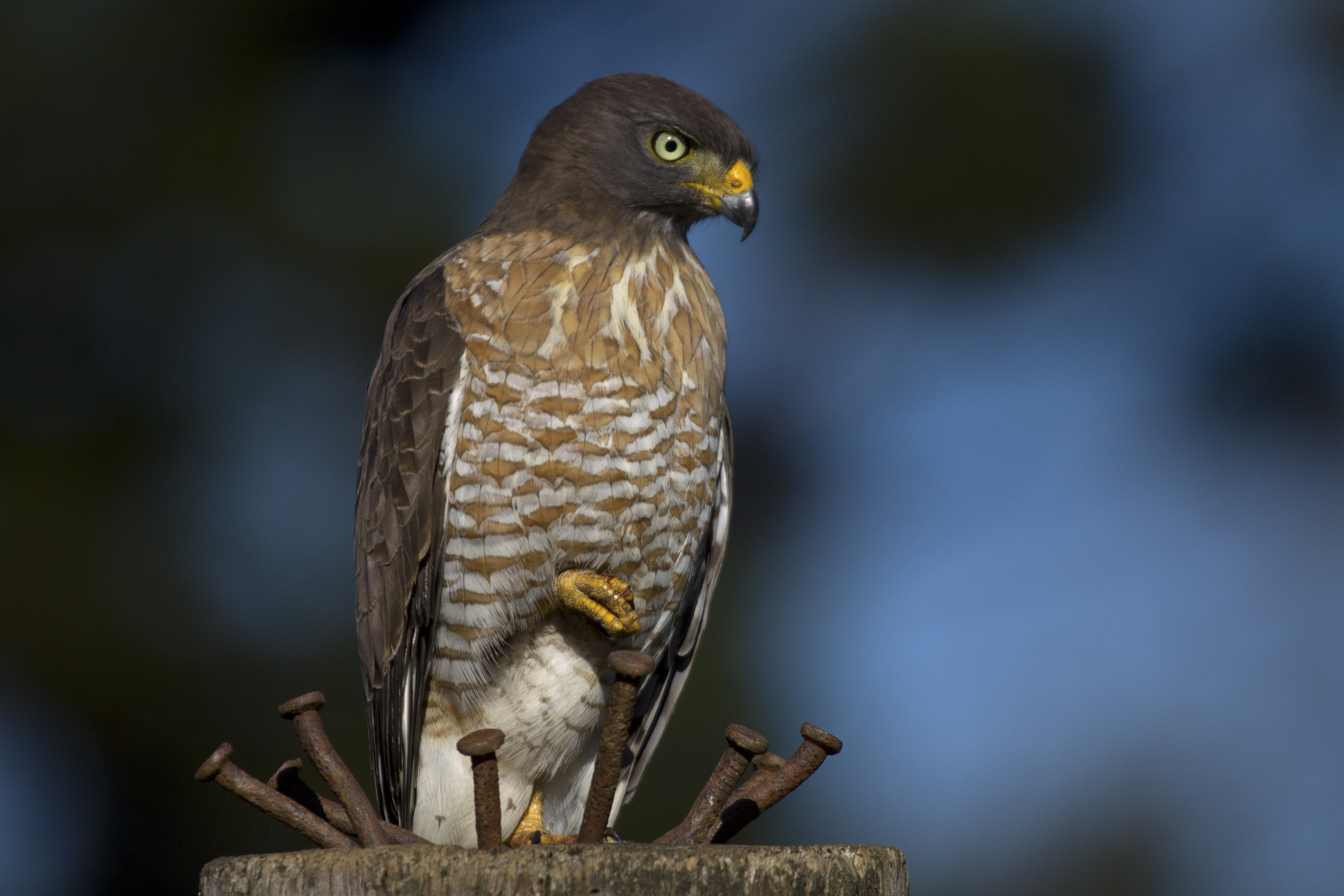 Majestic Bird of Prey HD Wallpaper: Nature's Fierce Beauty