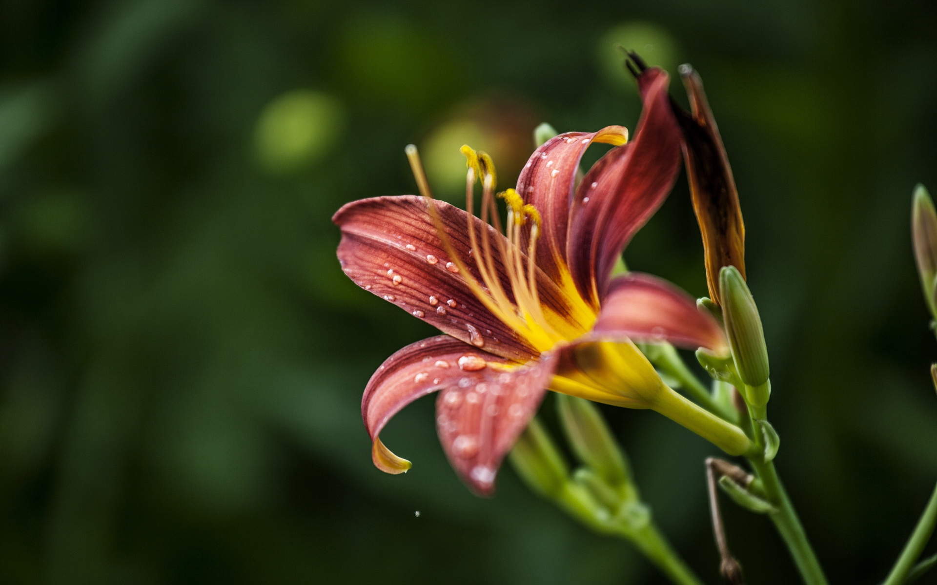 Download Flower Nature Lily HD Wallpaper