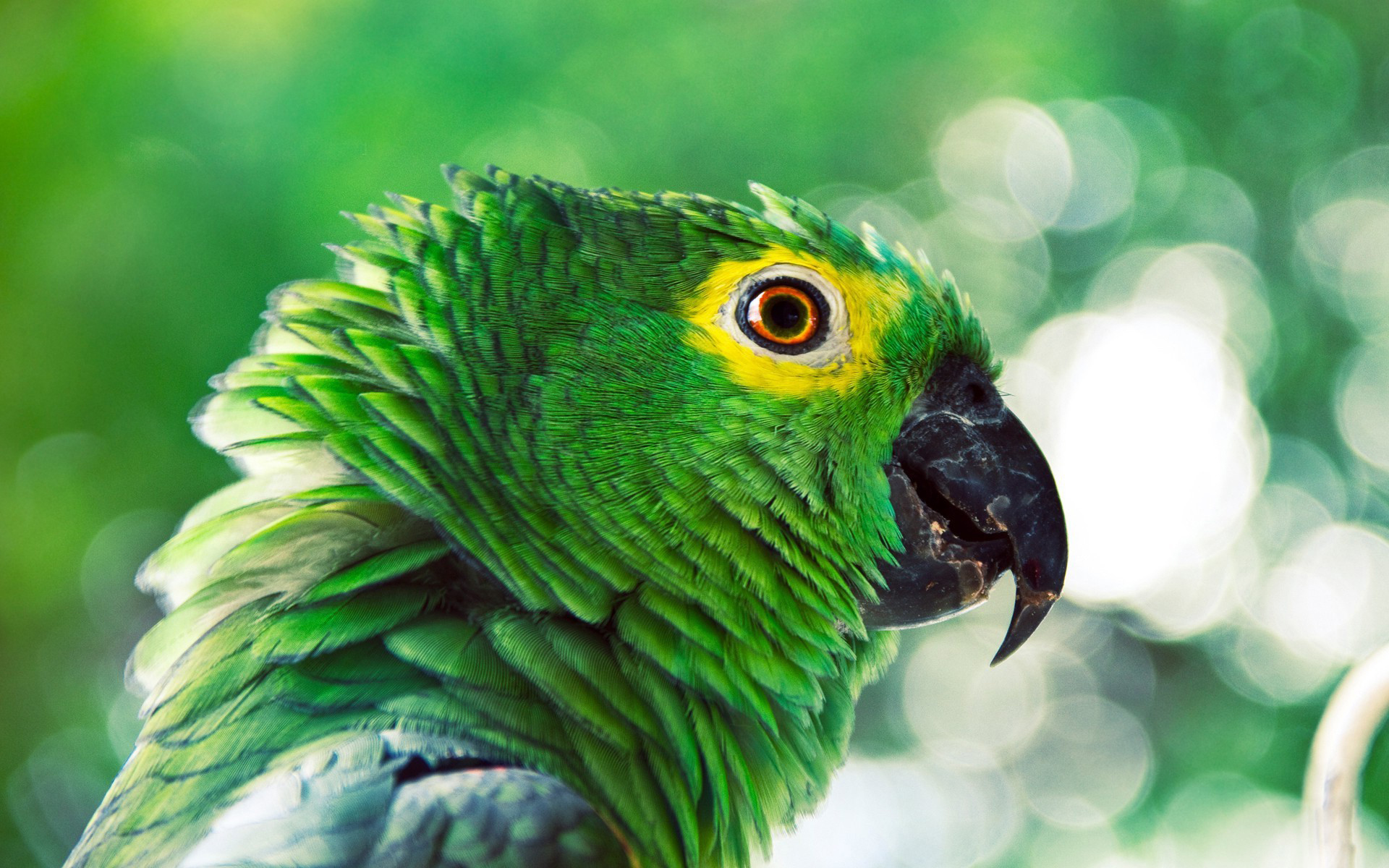 Vibrant Parrot HD Wallpaper: Nature's Colorful Beauty