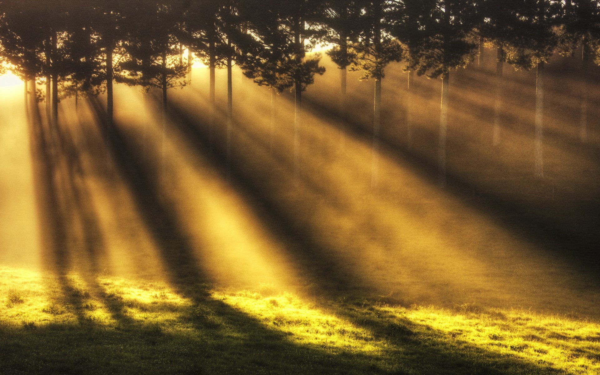 Sunbeam Full HD Wallpaper And Background Image 1920x1200 ID 425038