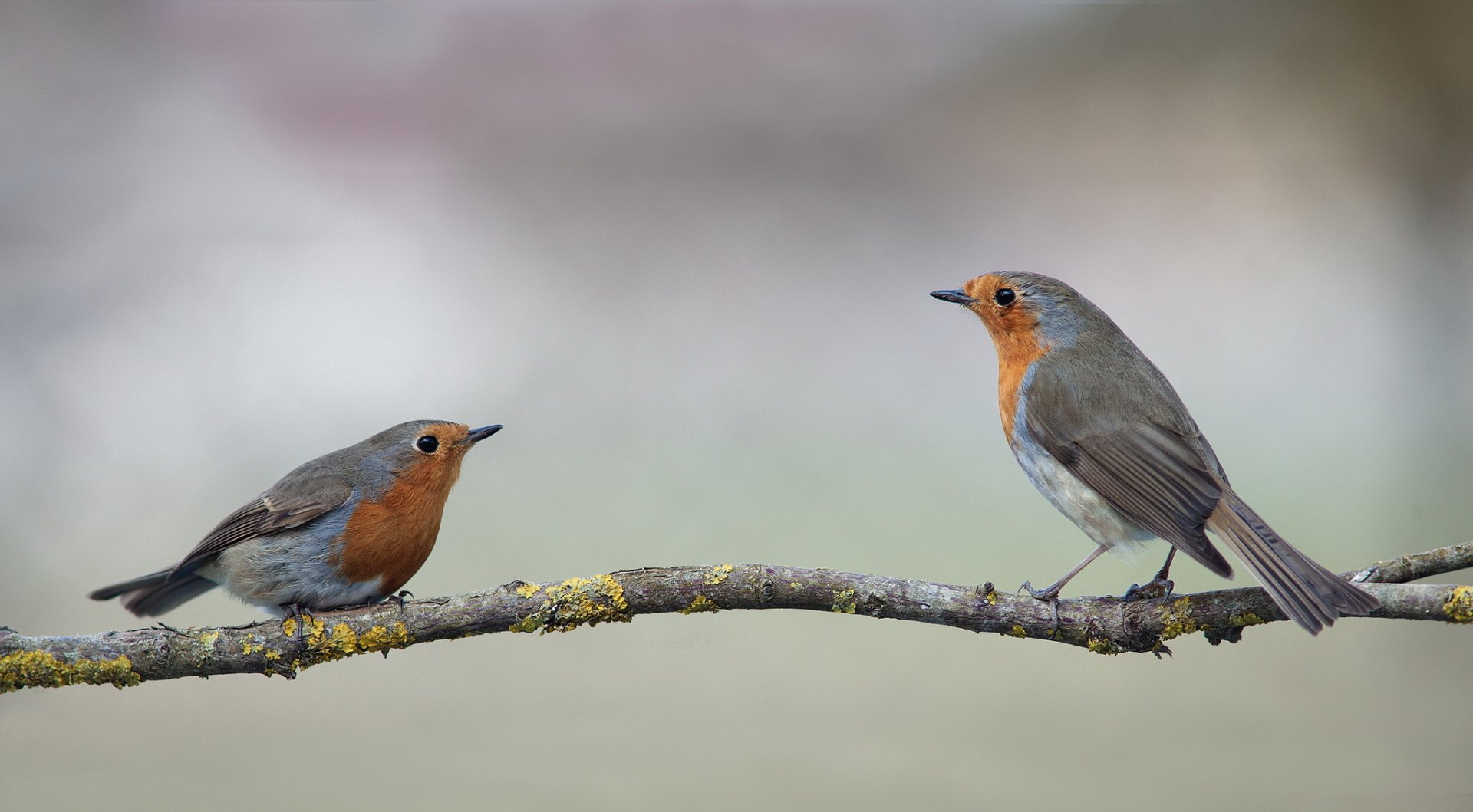Stunning Robin Duo - HD Wallpaper