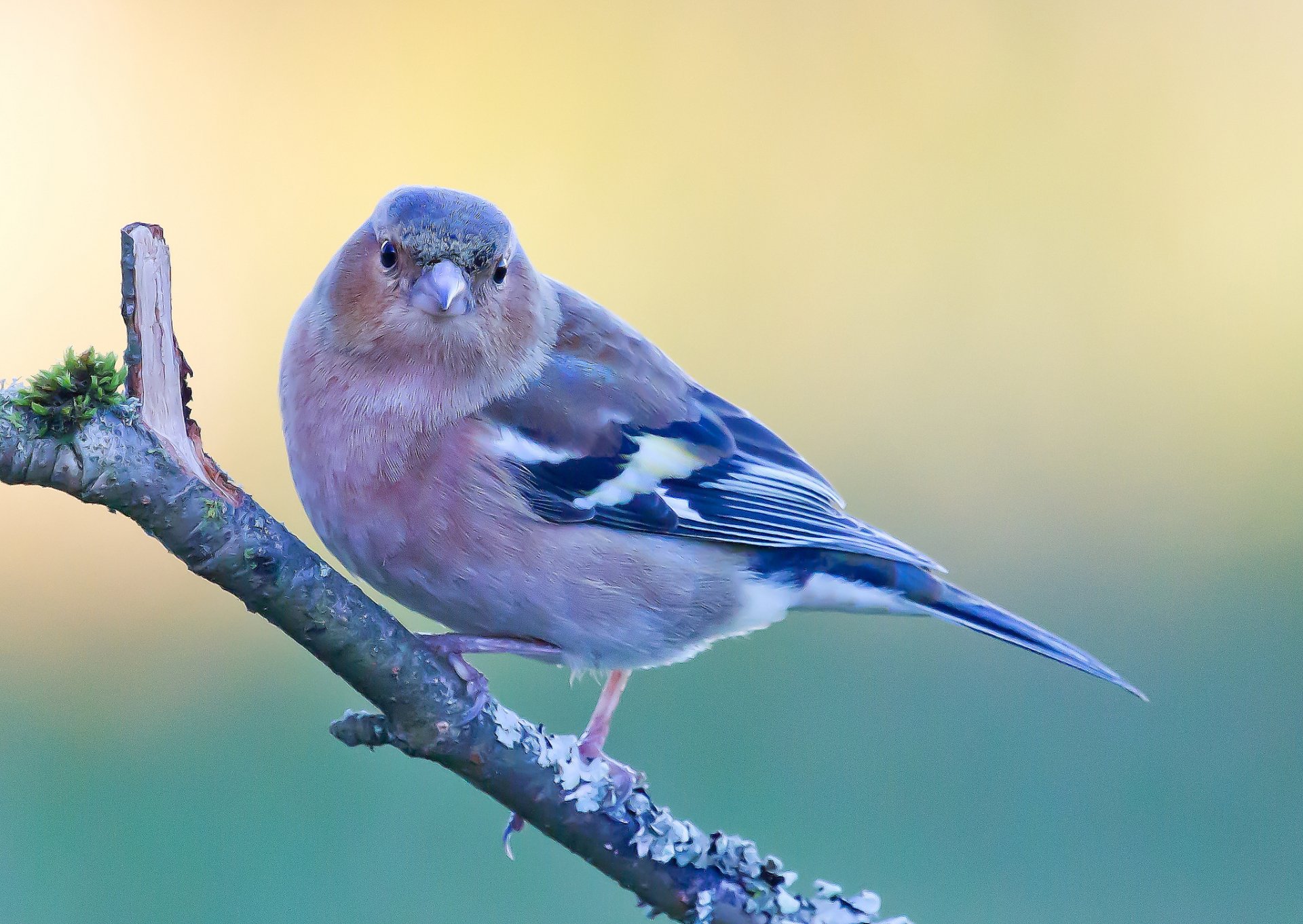HD Sparrow Perch: Nature’s Vibrant Feathered Beauty | 2048x1453 ...