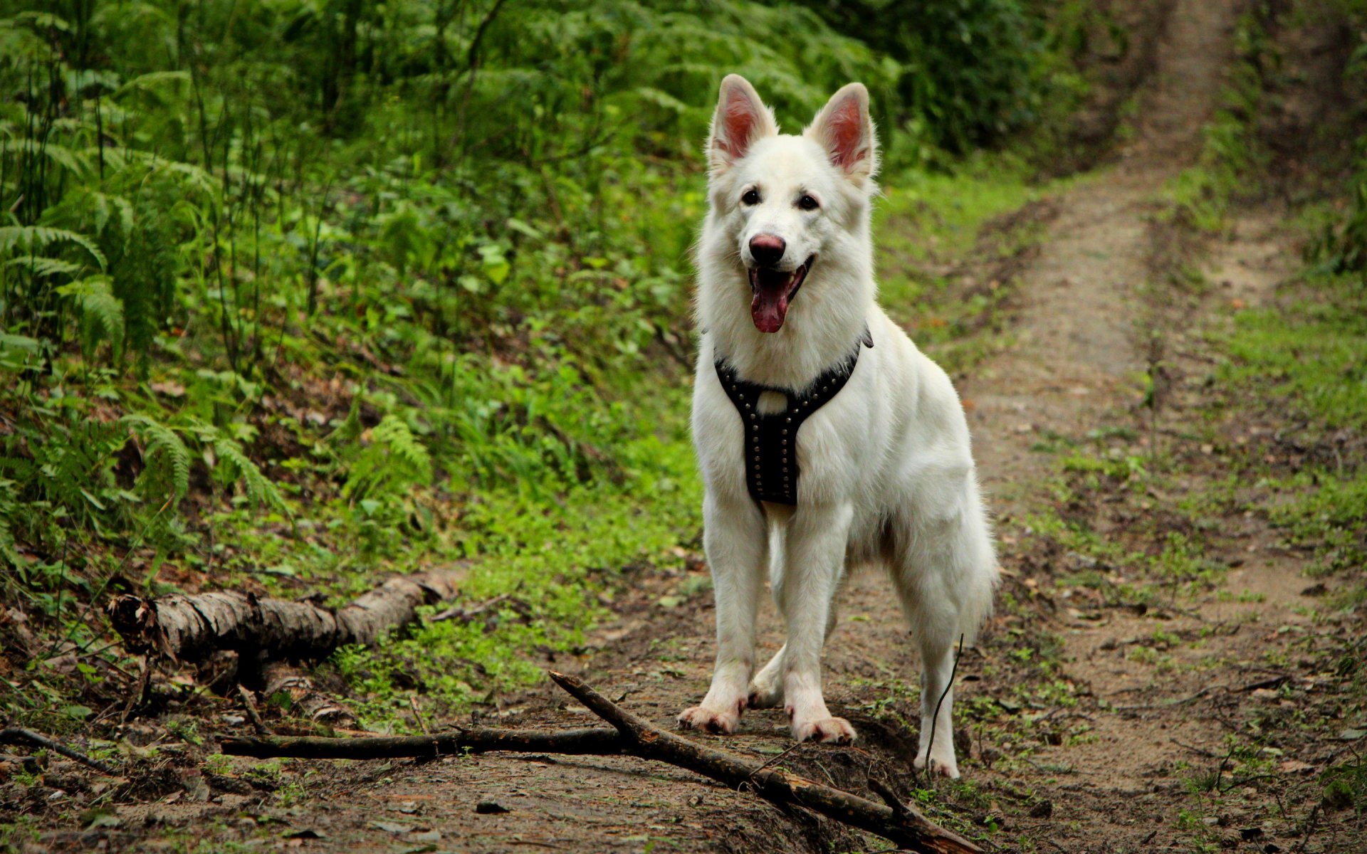 Joyful Dog on a Path - HD Wallpaper