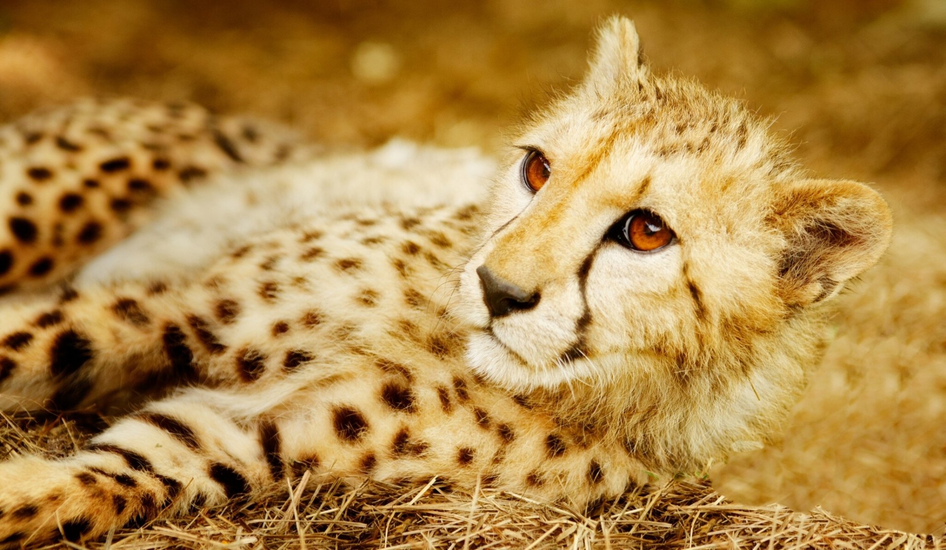 Download Animal Cheetah HD Wallpaper