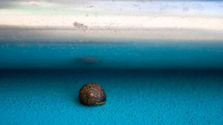 Snail - Desktop Wallpapers, Phone Wallpaper, PFP, Gifs, and More!