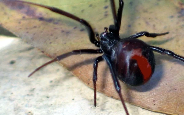 Redback Spider Wallpapers