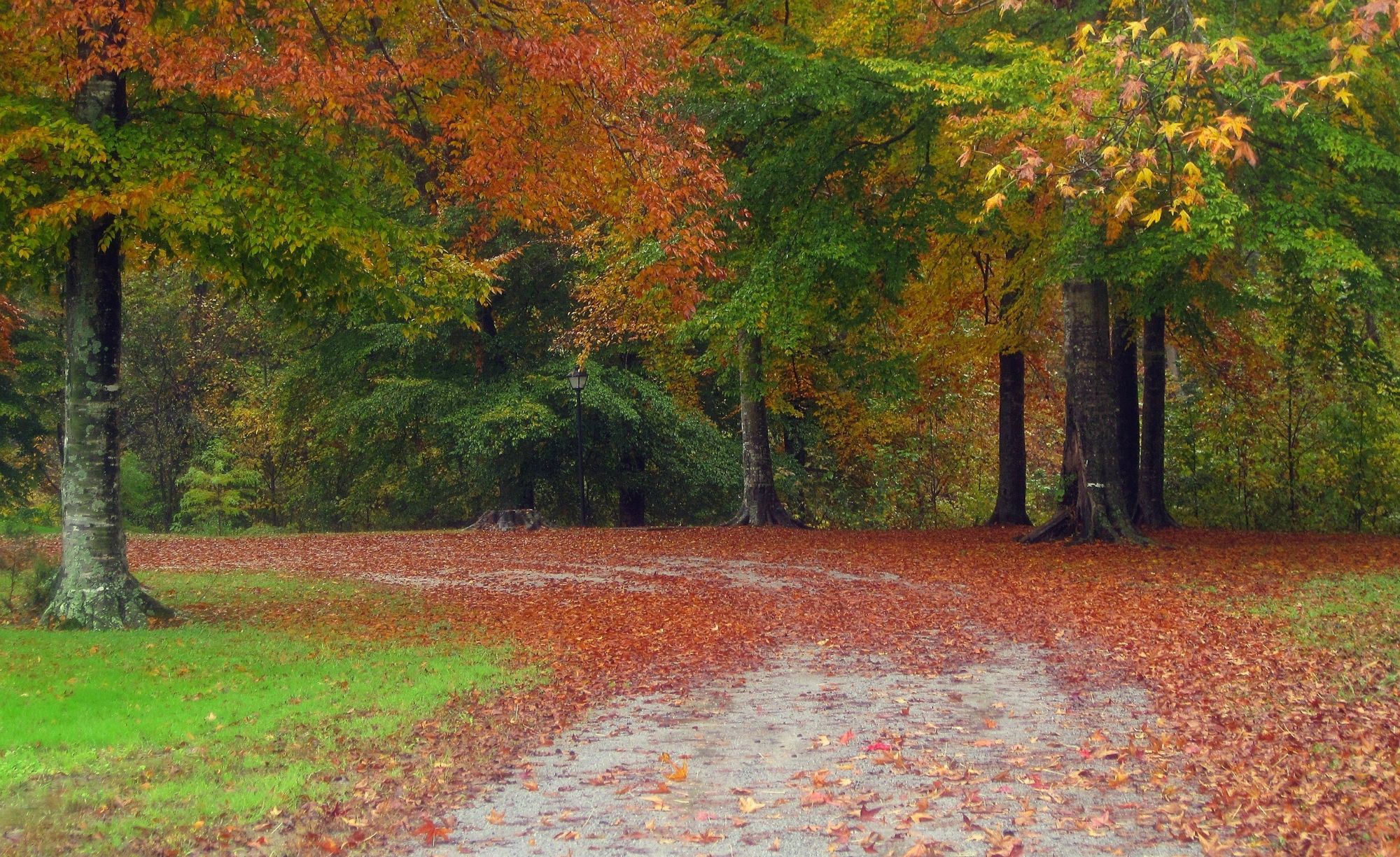 Autumn Serenity: An HD Wallpaper of Nature's Splendor