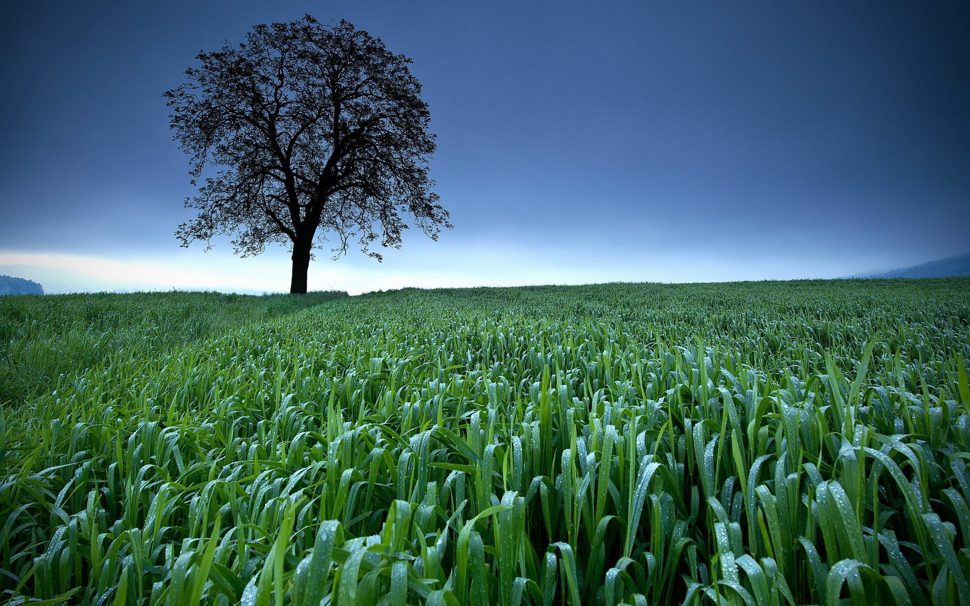 Download Field Nature Tree HD Wallpaper