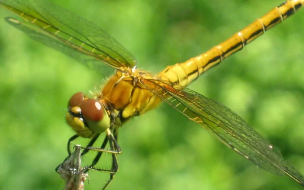 [30+] Dragonfly 4k Wallpapers