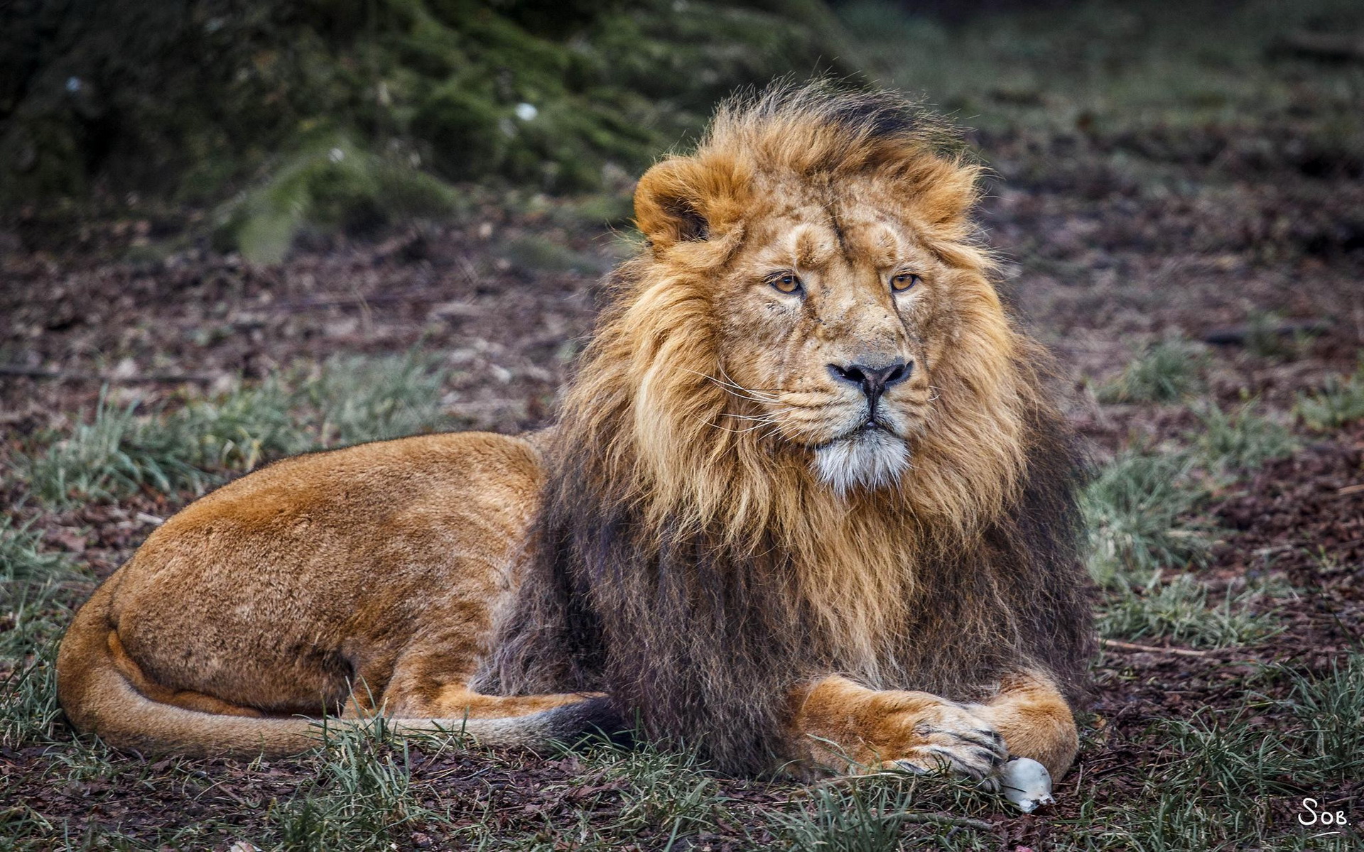 Majestic Lion HD Wallpaper: Regal King of the Animal Kingdom