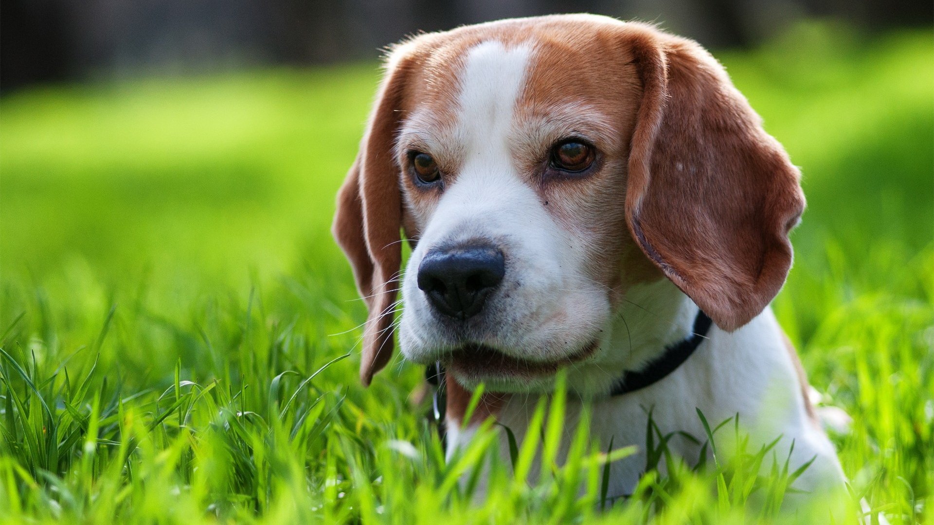 HD Dog Delight: Charming Canine in Lush Green | 1920x1080 | Wallpaper Abyss