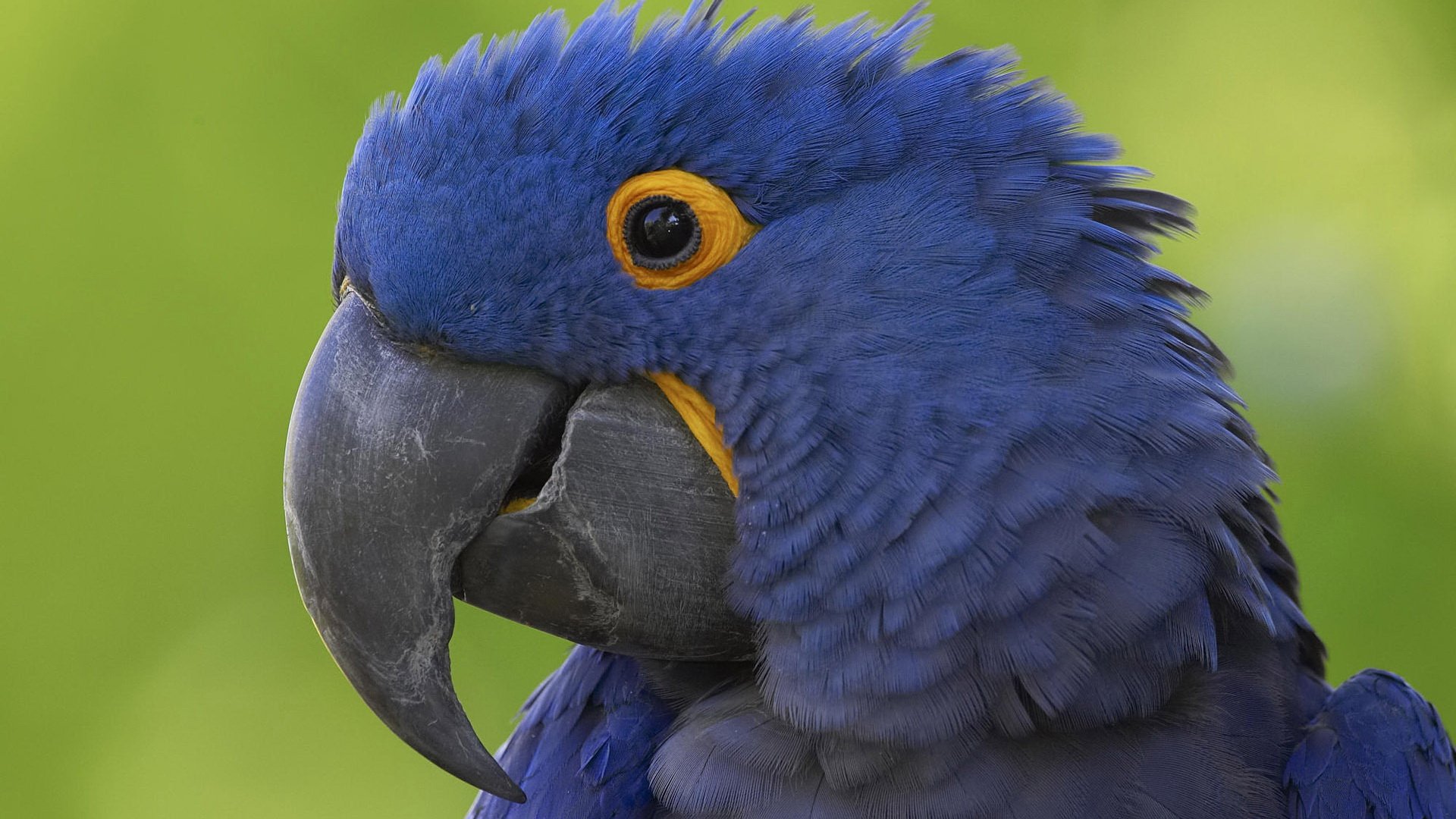 Stunning Hyacinth Macaw HD Wallpaper