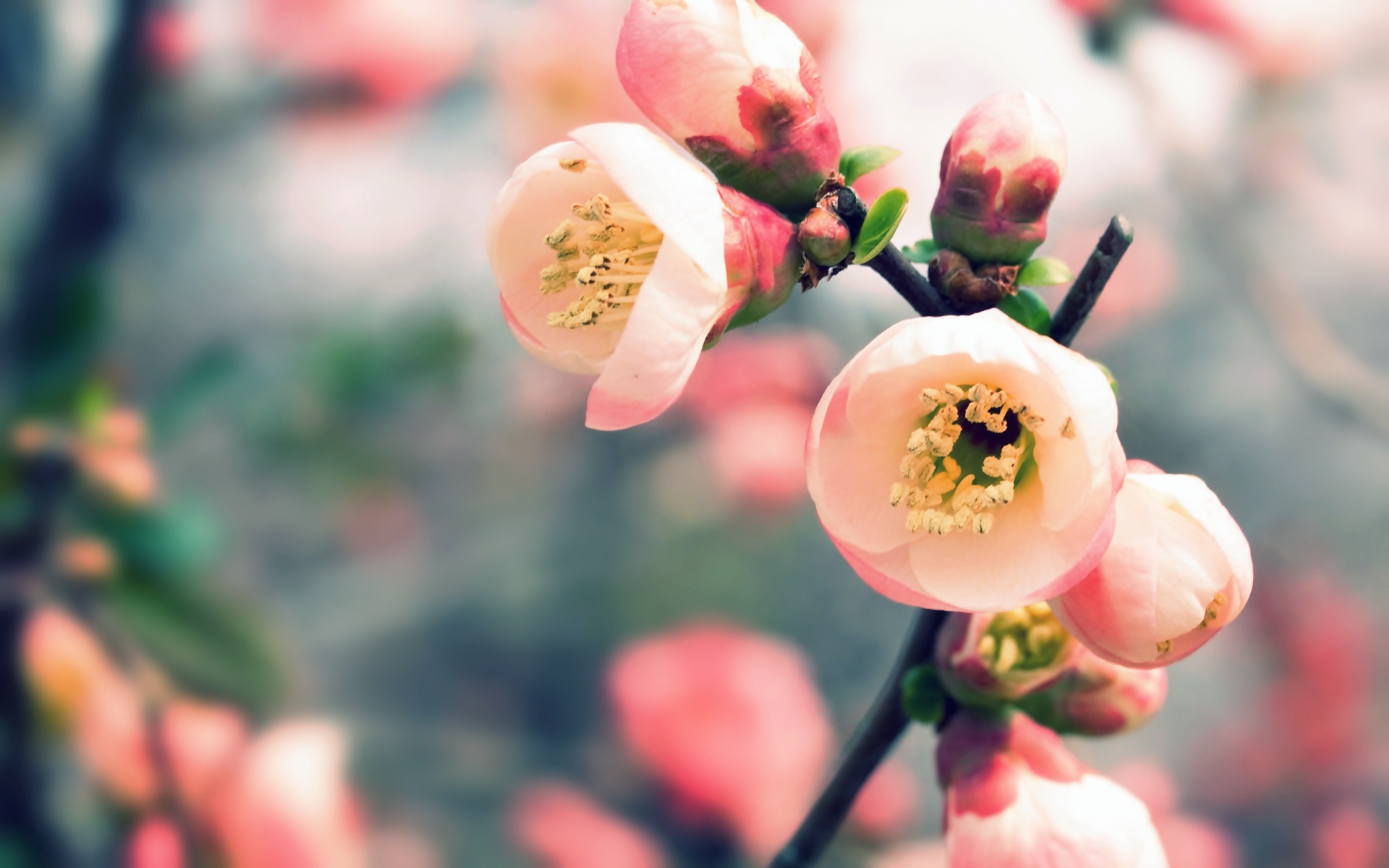 Download Nature Blossom HD Wallpaper