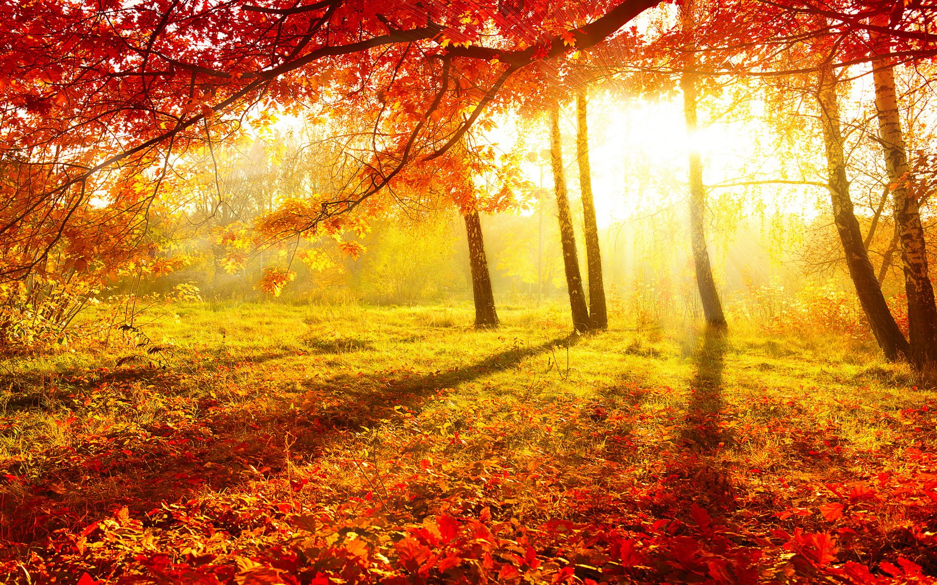 Download Nature Fall HD Wallpaper